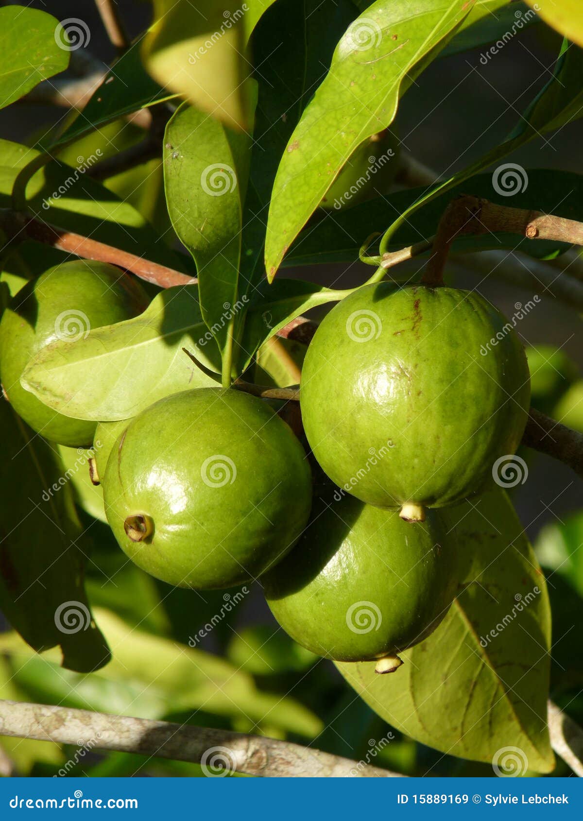Guava fruits stock image. Image of healthy, delicious - 15889169