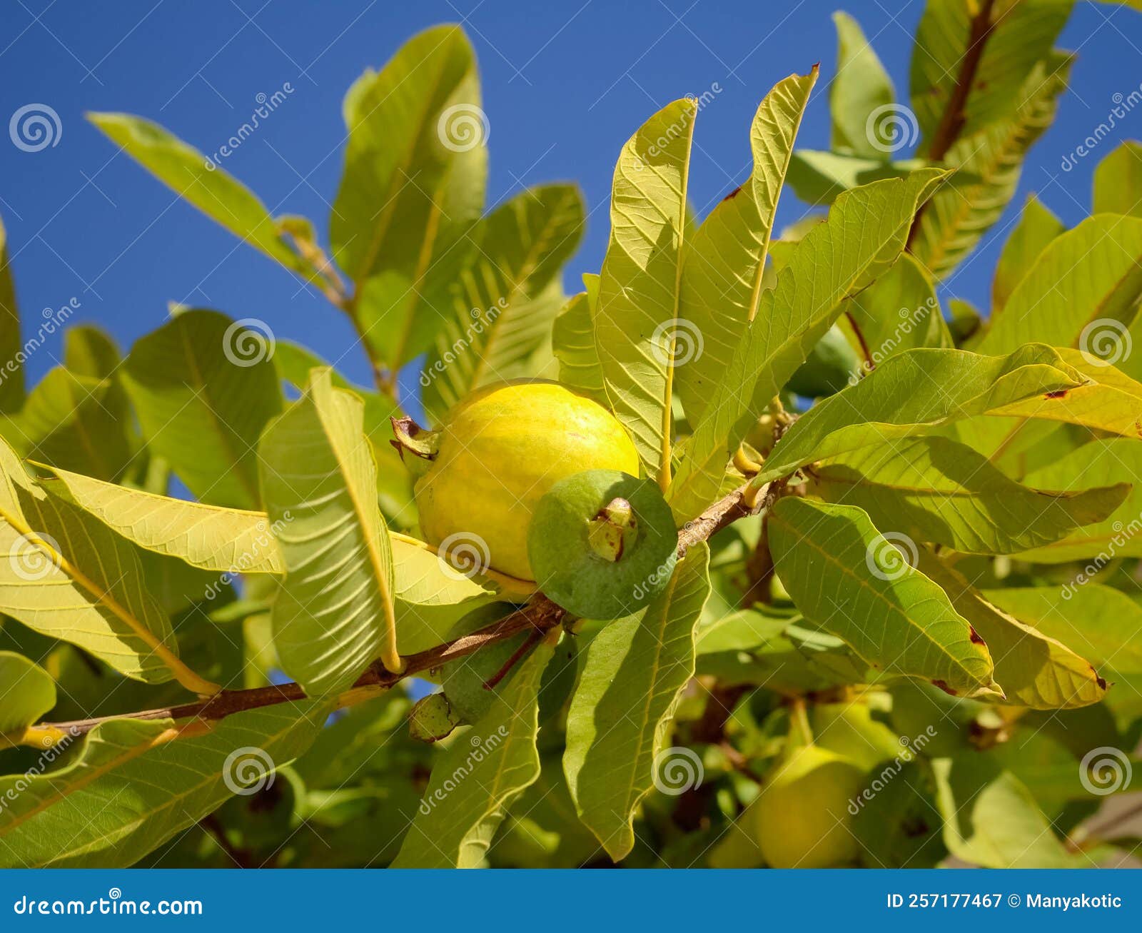 Guava fruits on branches stock image. Image of garden - 257177467