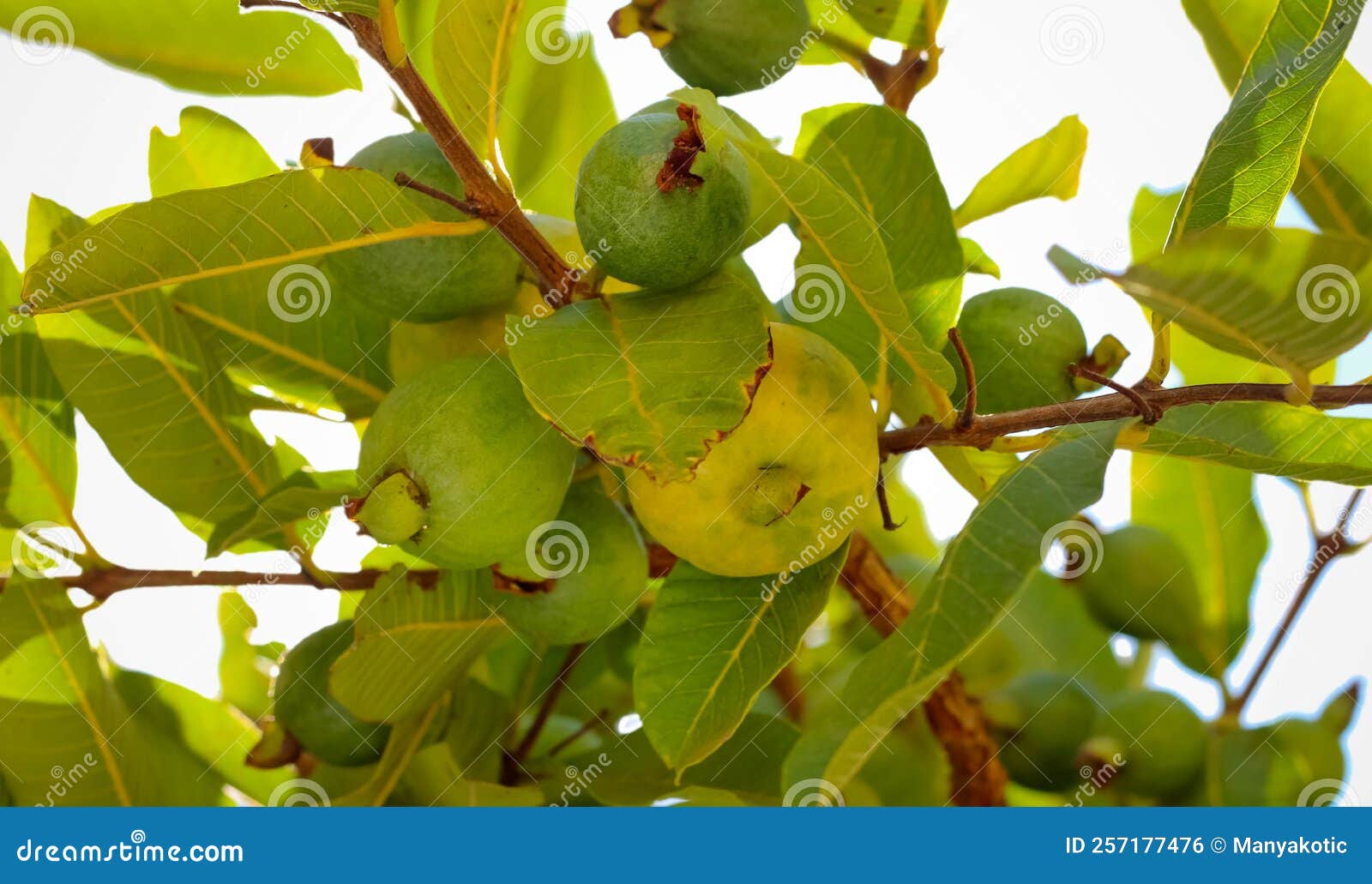Guava fruits on branches stock photo. Image of food - 257177476