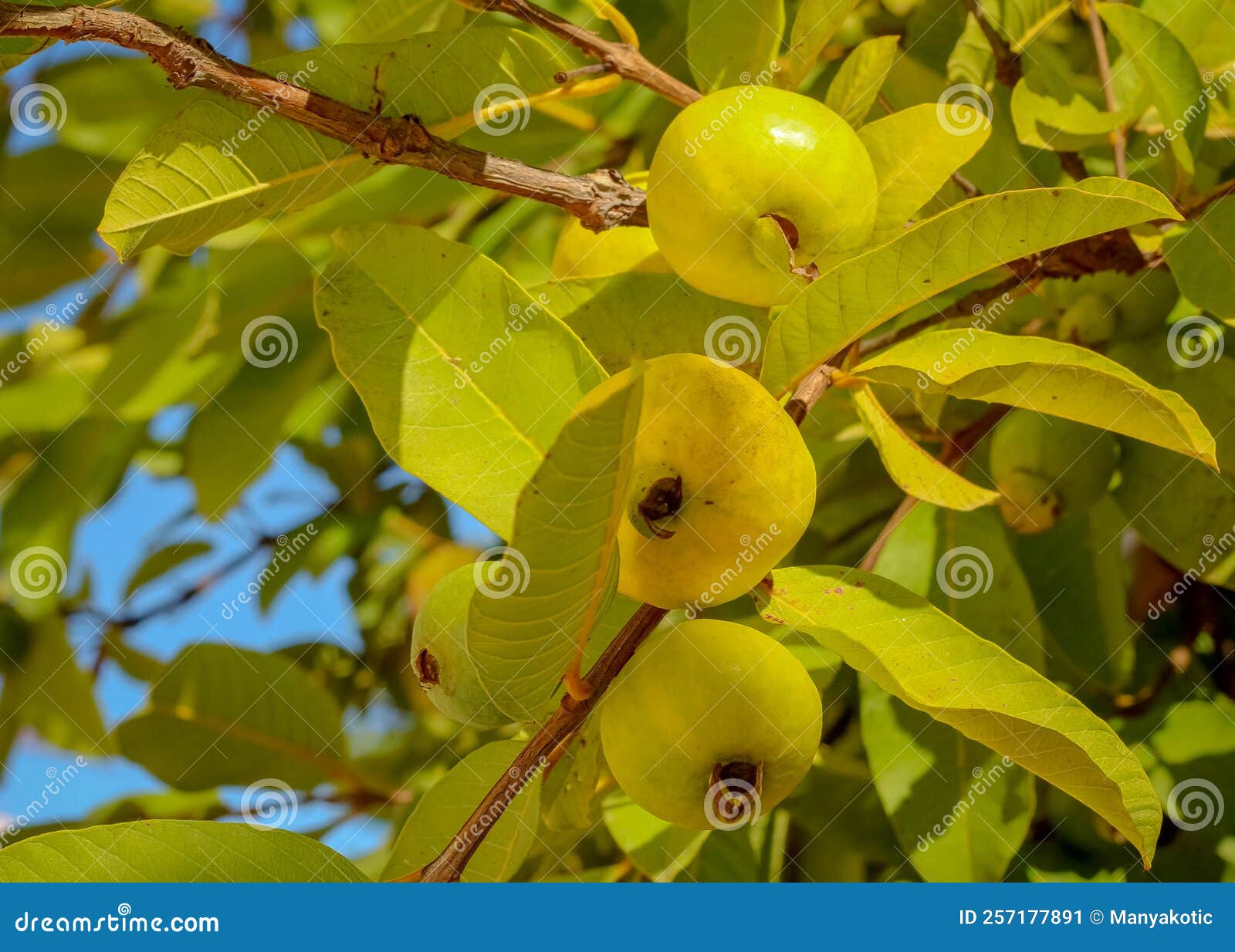 Guava fruits on branches stock image. Image of exotic - 257177891