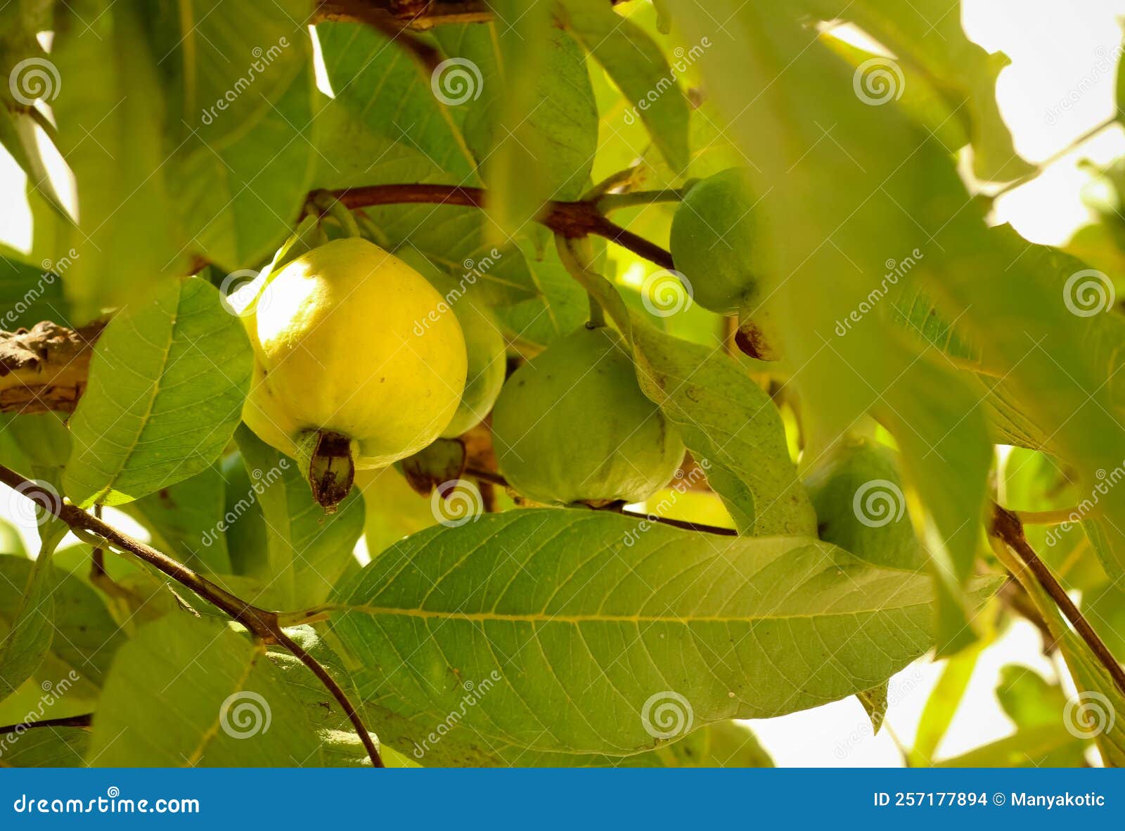 Guava fruits on branches stock photo. Image of growing - 257177894