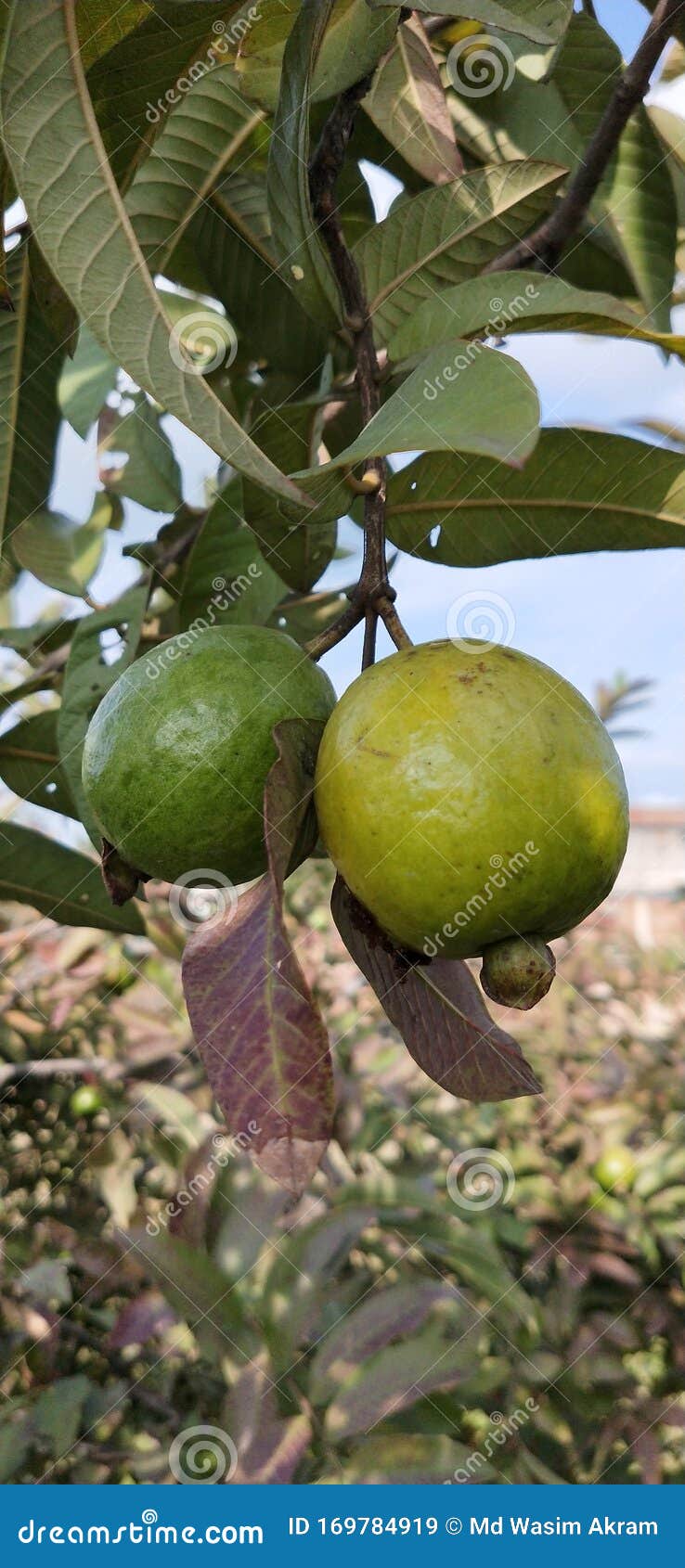 Guava is Good Fruit in India Stock Image - Image of palace, home: 169784919