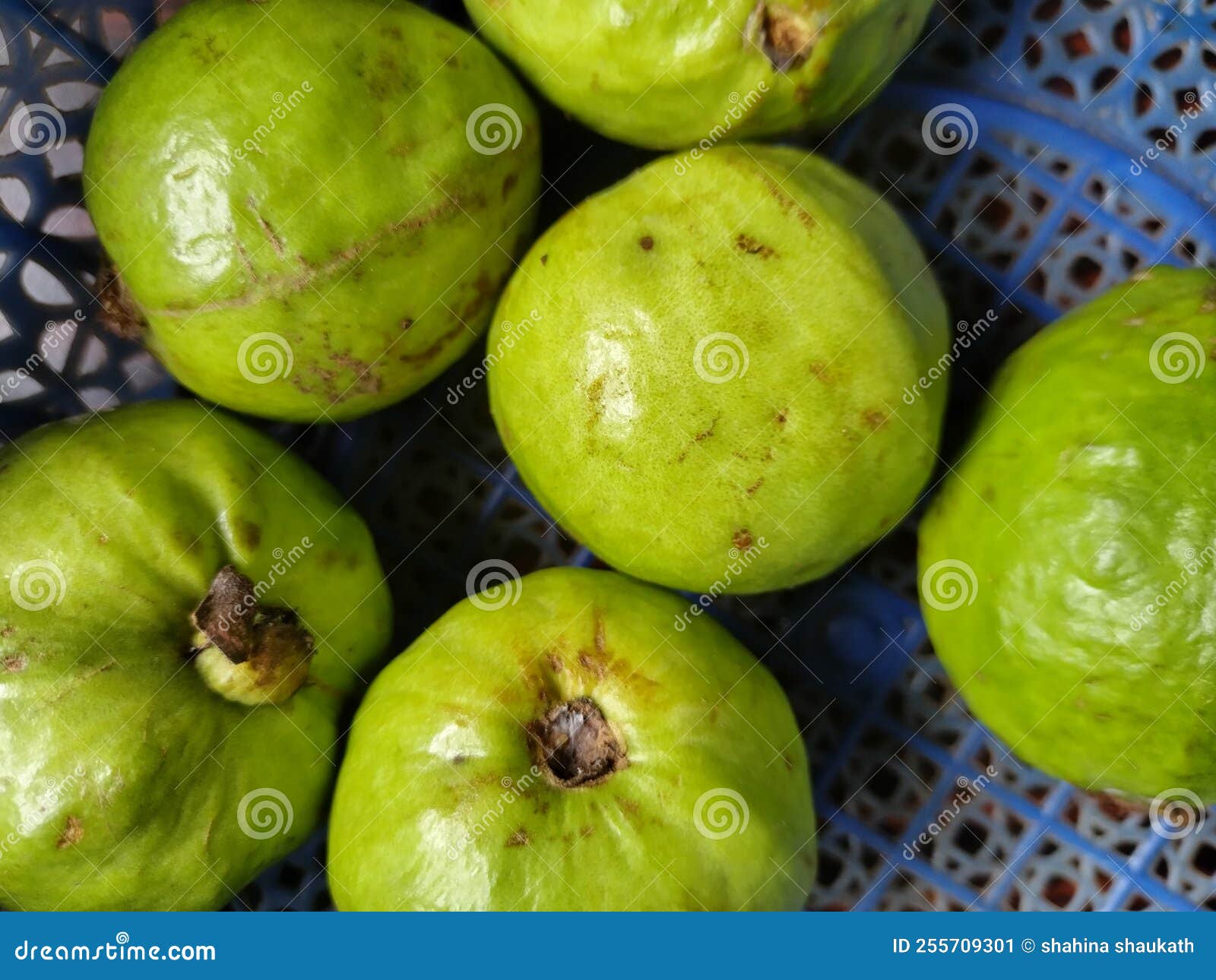 Guava stock image. Image of fruit, green, guava, fresh - 255709301