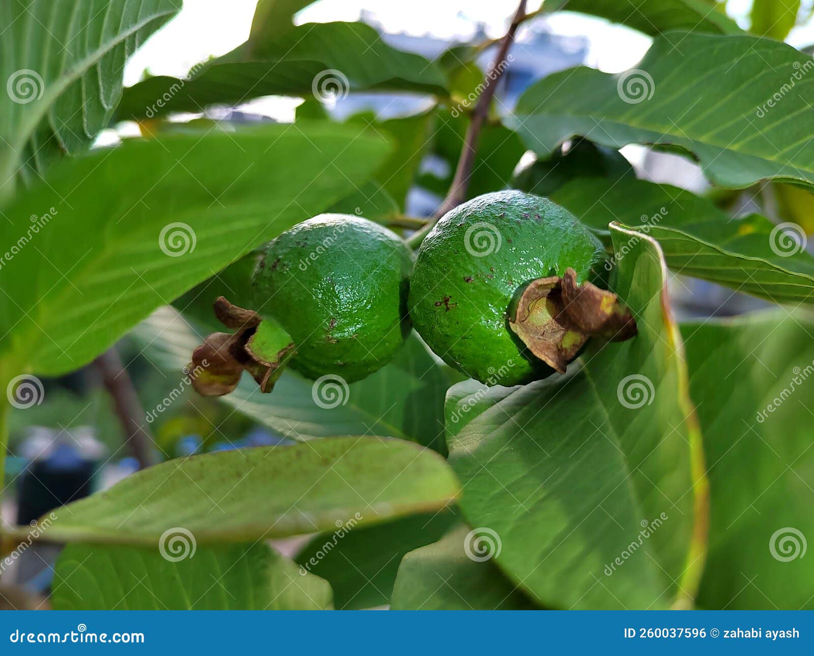Guava Green Leafs Background Stock Photo - Image of green, fruits ...