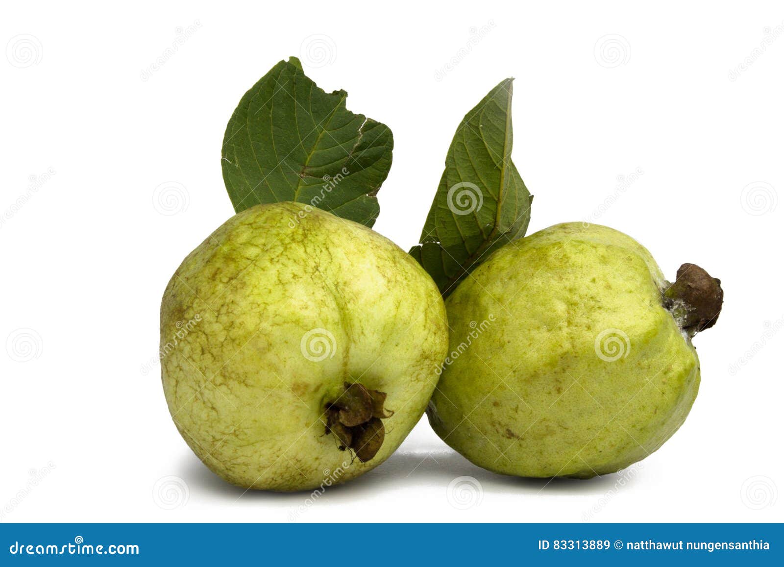 Guava Green on a White Background Stock Image - Image of food, closeup ...