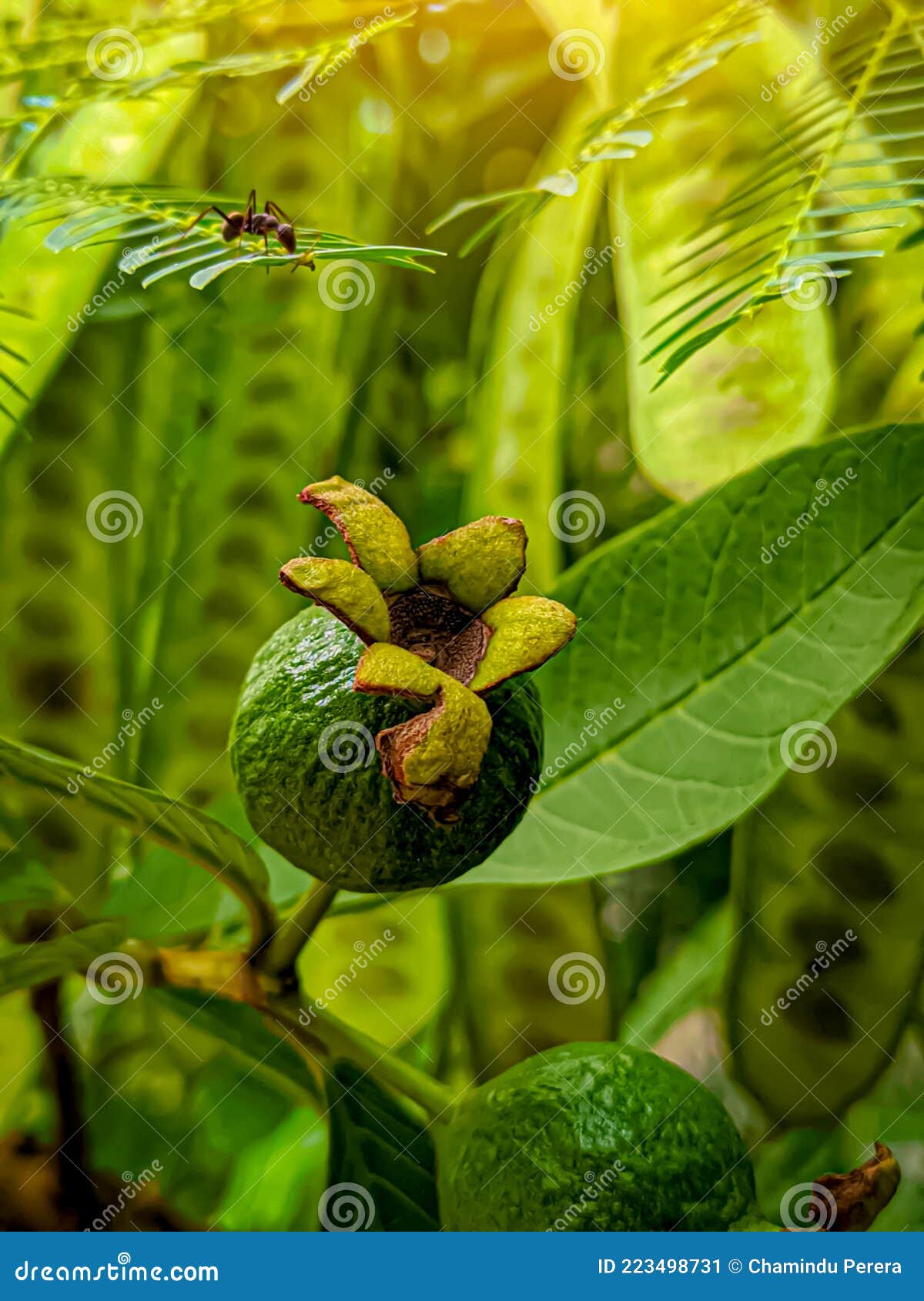 Guava stock image. Image of insect, fruit, flower, yellow - 223498731