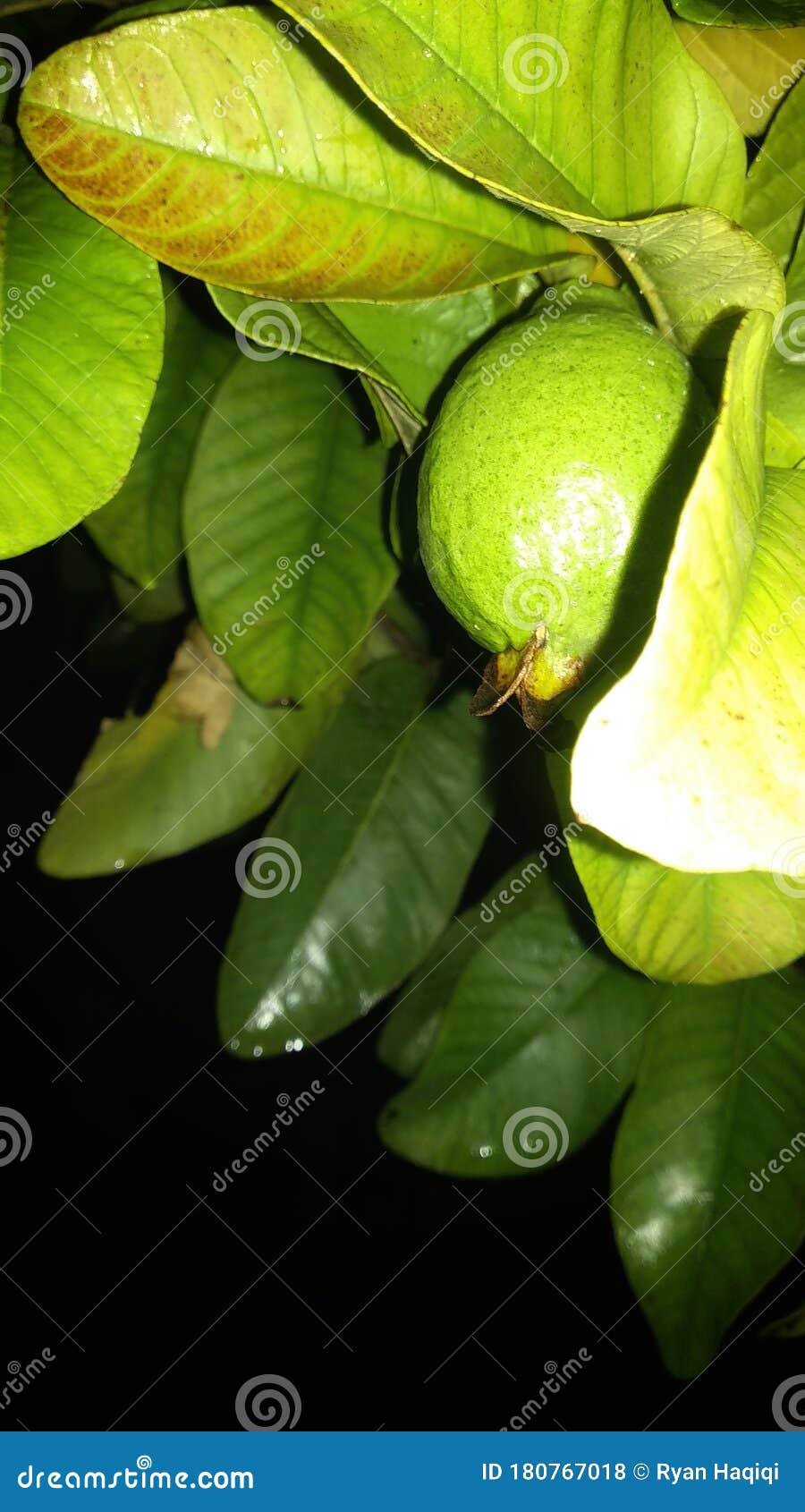 Guava stock photo. Image of healthy, ripe, rain, leaf - 180767018