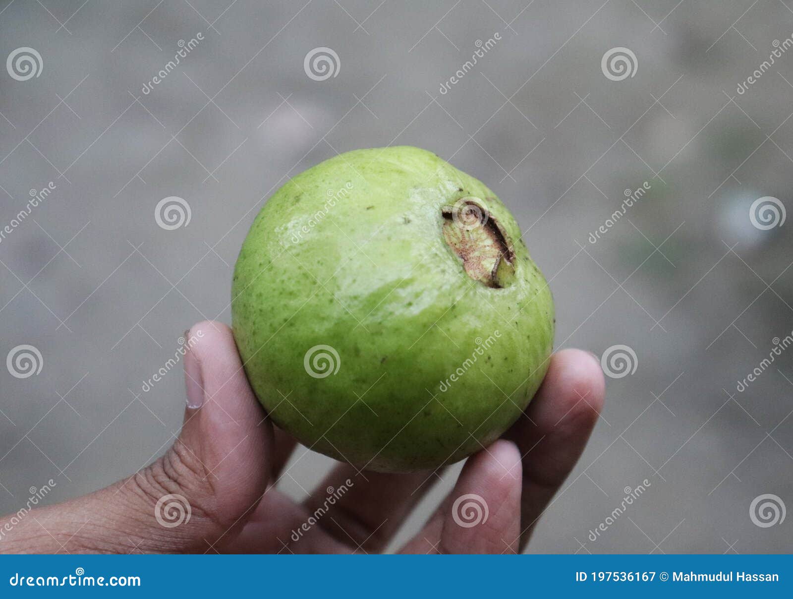 Guava on Hand. Close Up Hand Holding Guava Fruit Stock Image - Image of ...