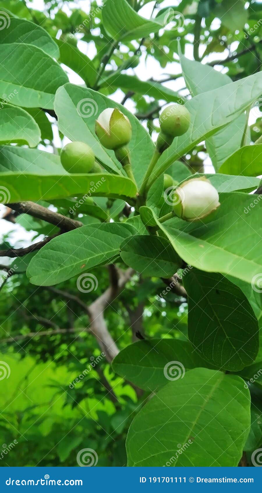 Nutare Background Photos - Free & Royalty-Free Stock Photos from Dreamstime