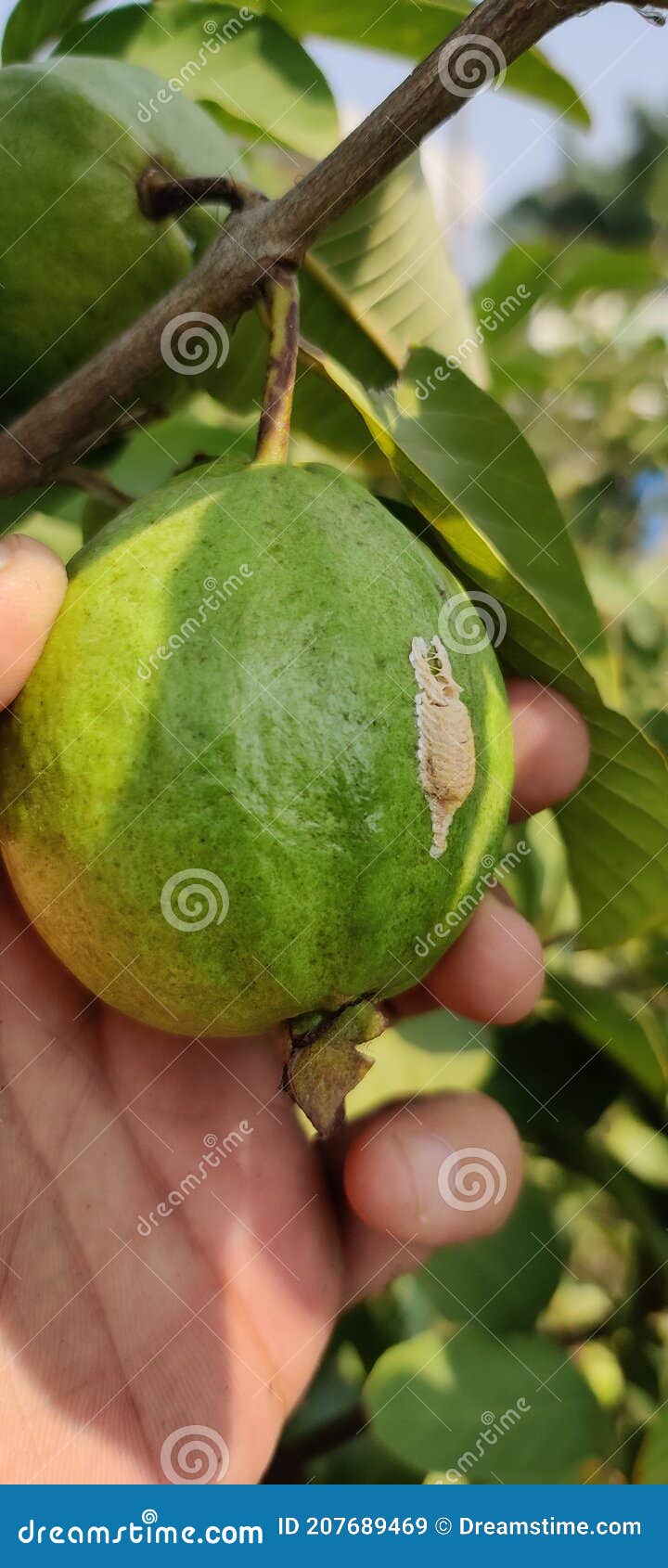 Guava insects farm stock image. Image of insects, pest - 207689469