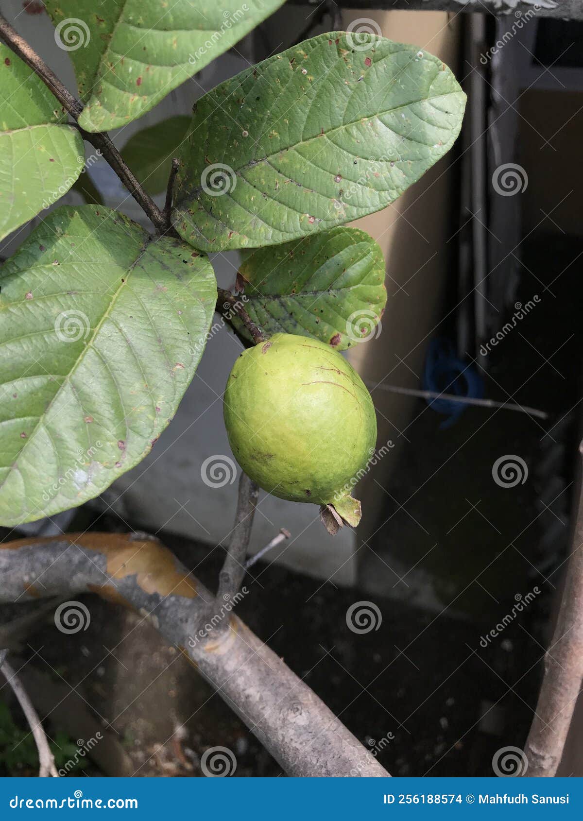 Guava or Jambu Biji on the Tree Stock Photo - Image of jambu, flower ...