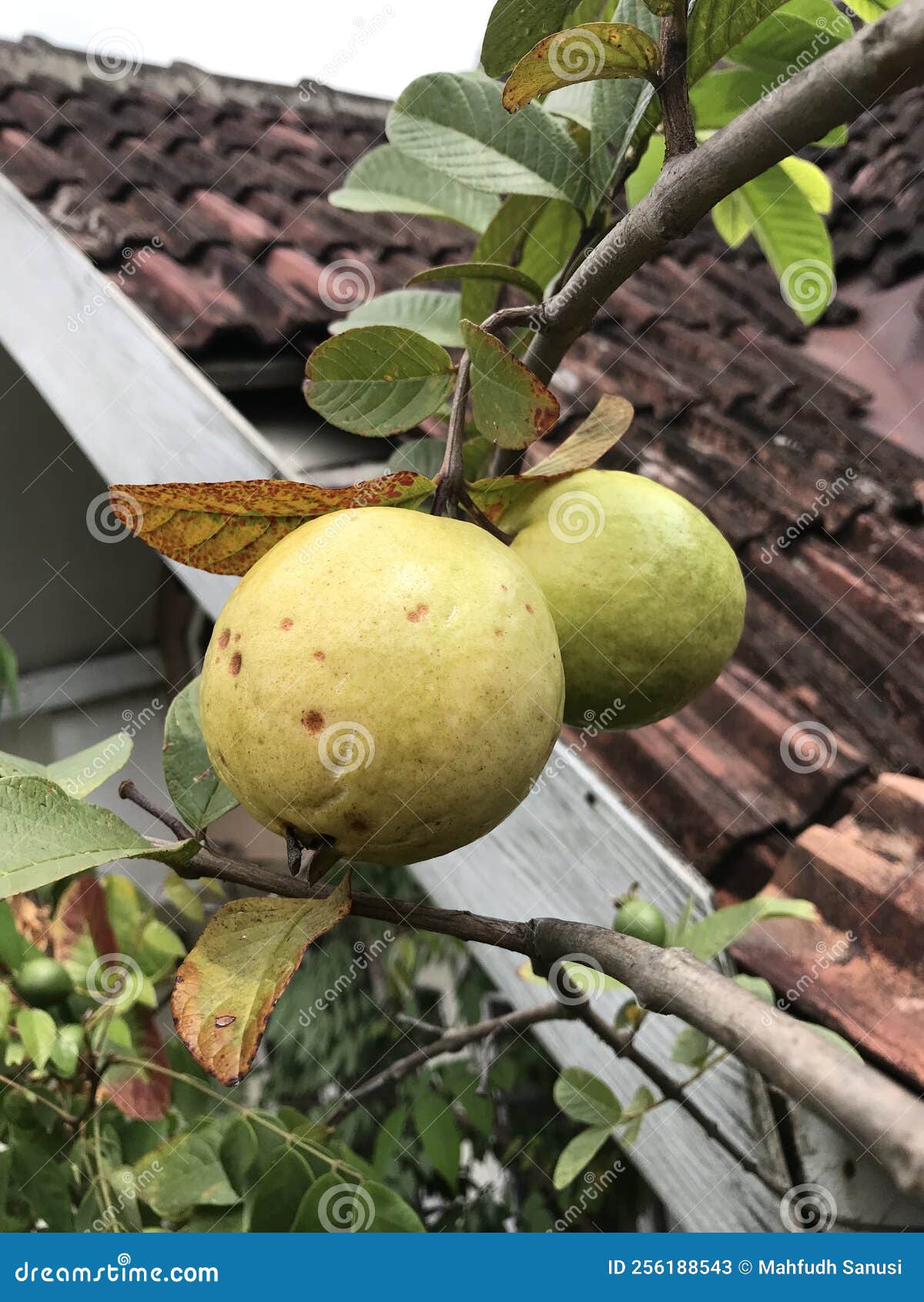 Guava or Jambu Biji on the Tree Stock Image - Image of antioxidant ...