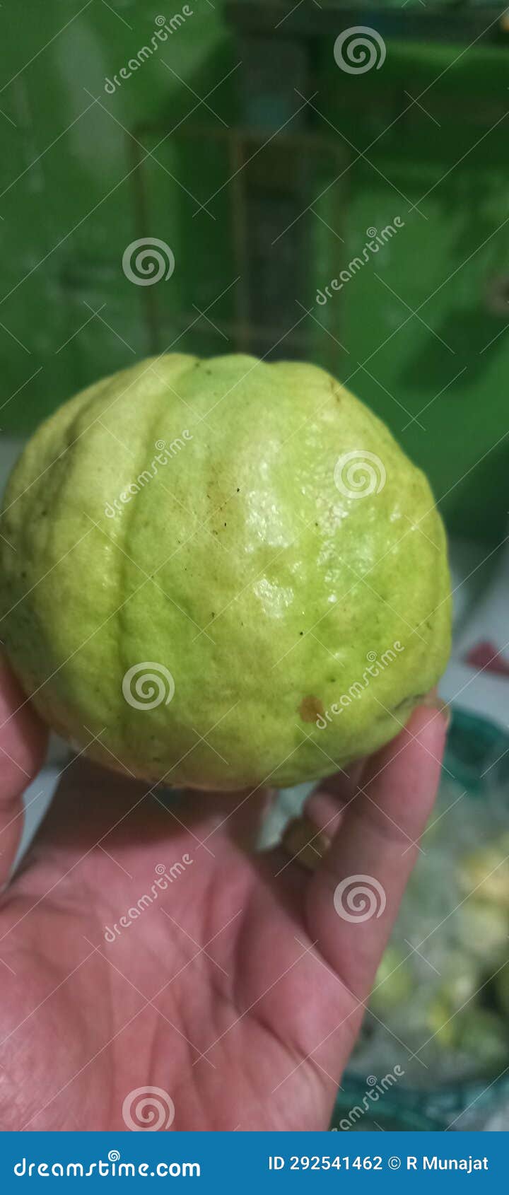 Guava from the jungle stock photo. Image of jungle, jingle - 292541462