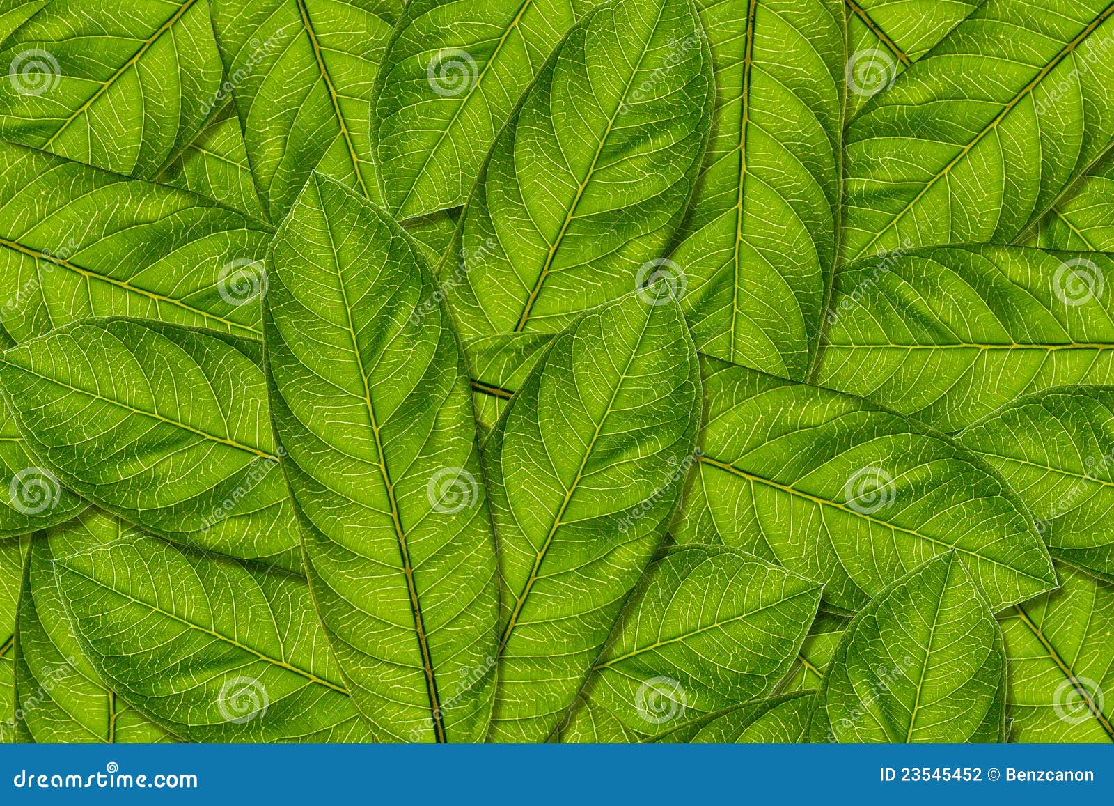Guava leaf stock photo. Image of guava, pattern, guayabo - 23545452