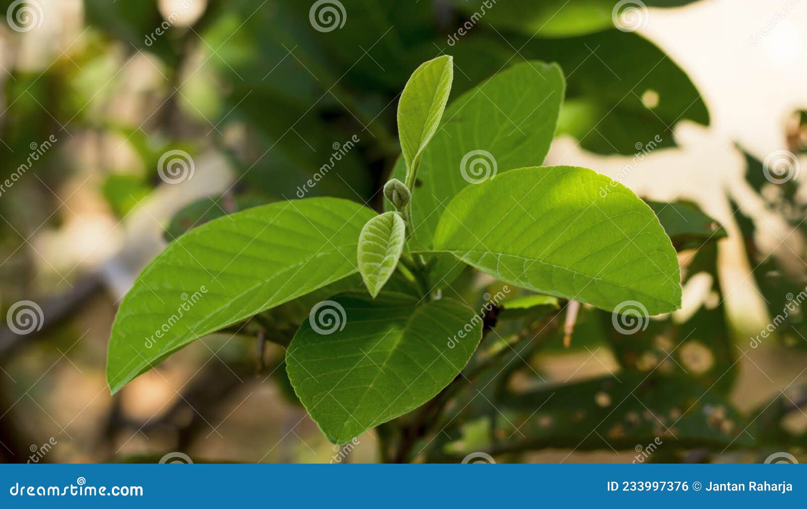 Guava leaf buds stock photo. Image of light, guava, garden - 233997376