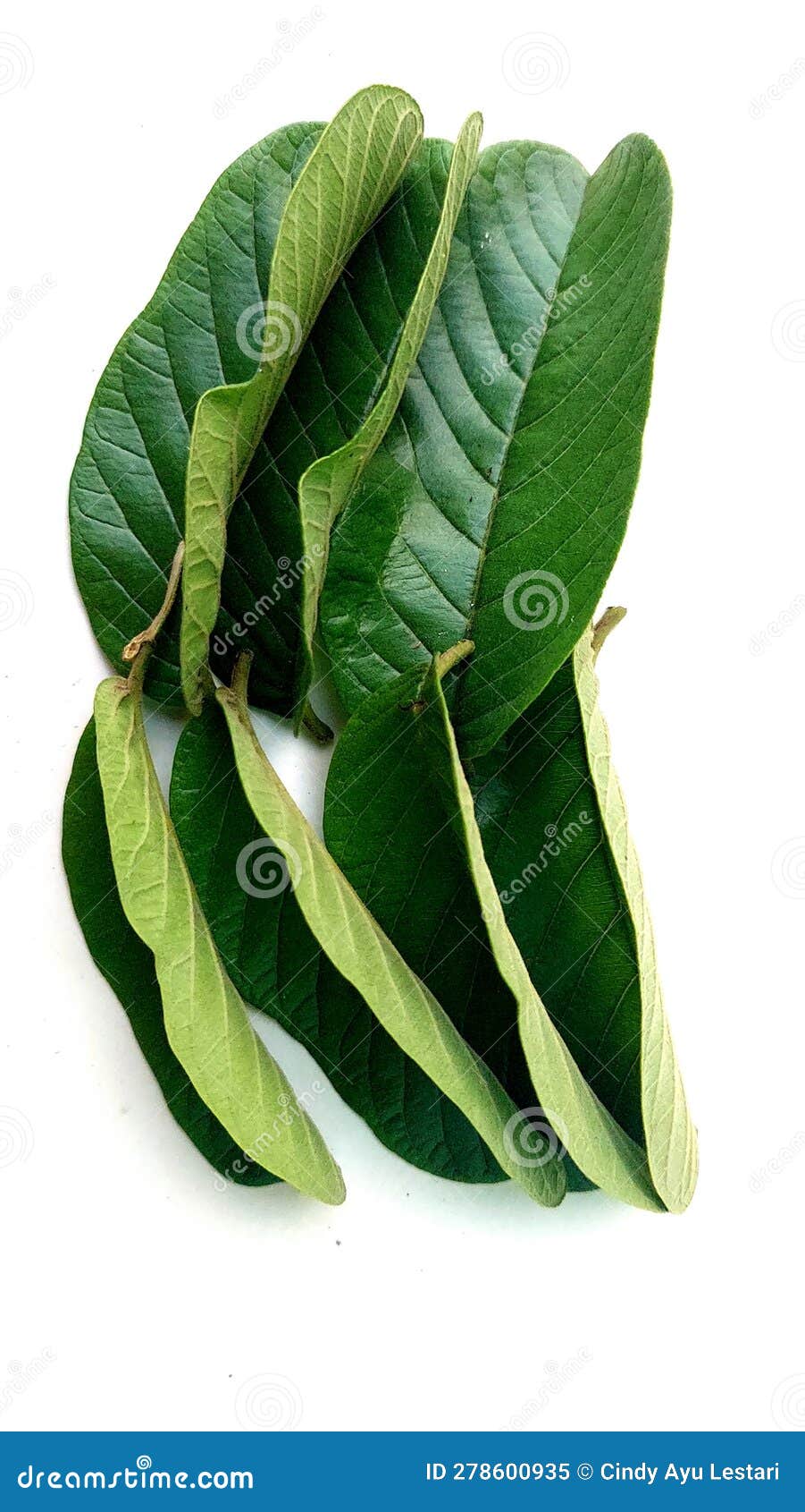 Guava Leaf on a White Background Stock Image - Image of leaf, guava ...