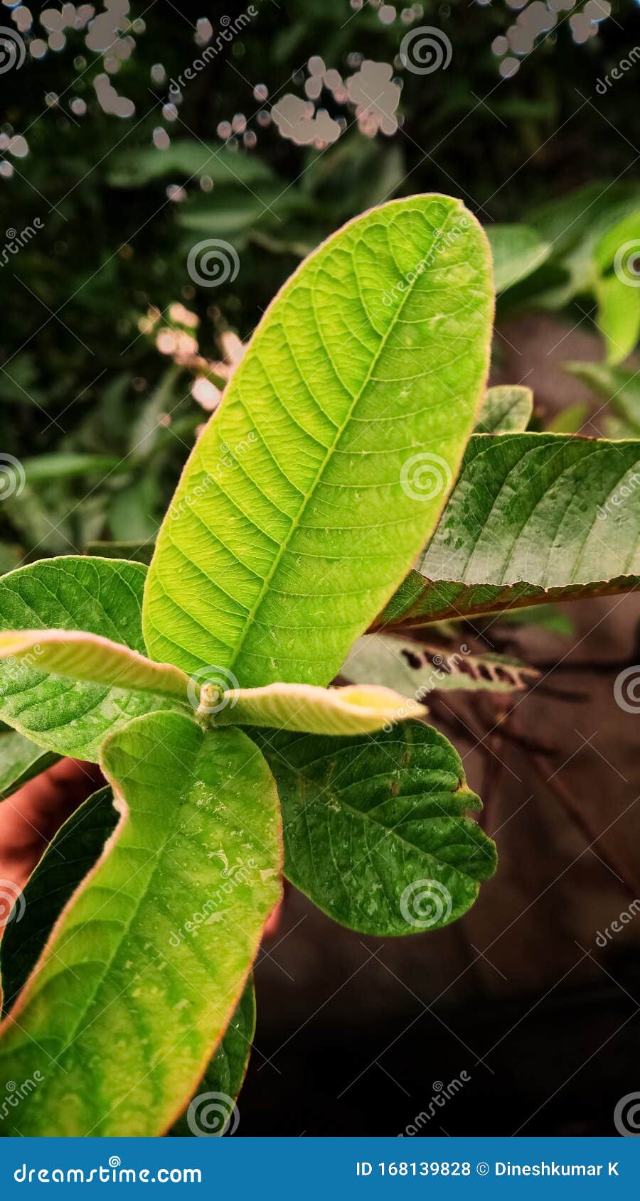 Guava Leaf with More Fresh and Beautiful Green in Color Stock Photo ...