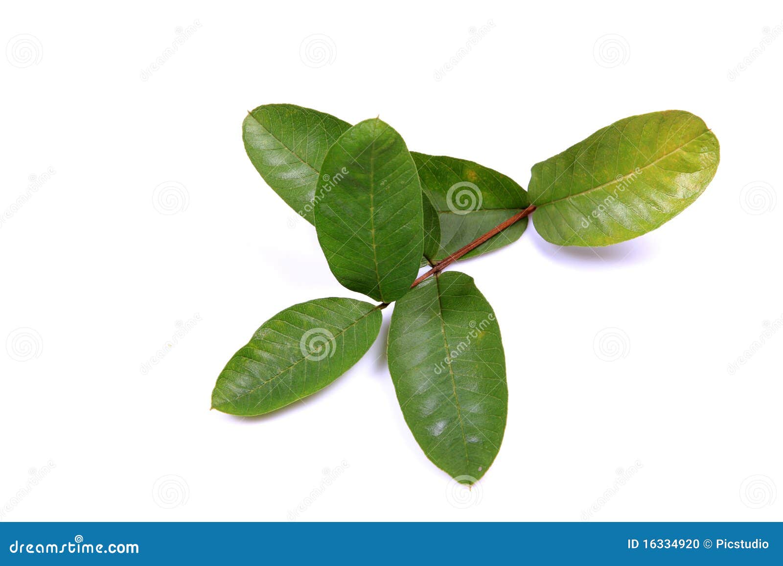 Guava leaves stock photo. Image of tree, studio, shot - 16334920