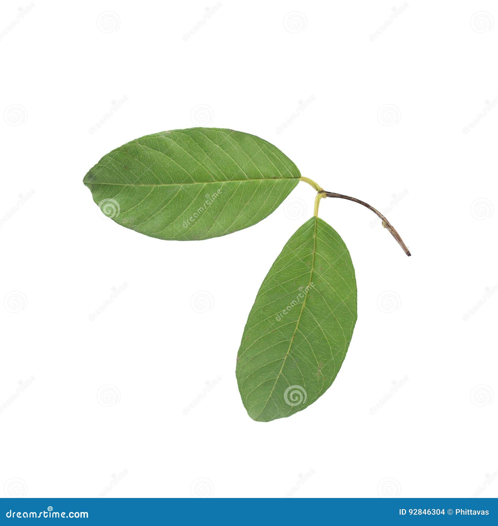 Guava Leaves Close Up Isolated on White Background Stock Photo - Image ...