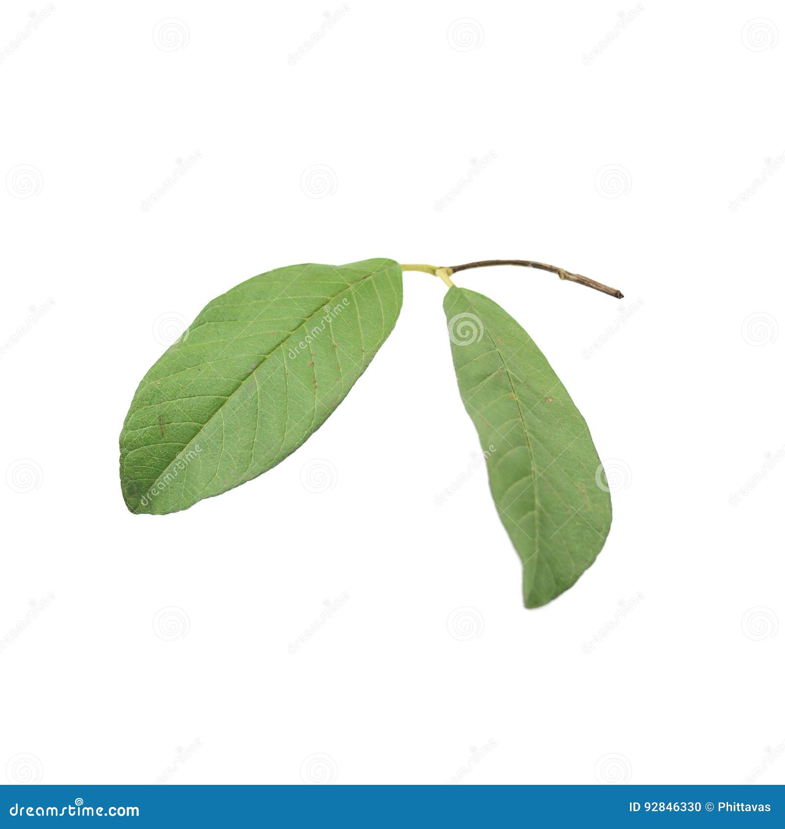 Guava Leaves Close Up Isolated on White Background Stock Photo - Image ...