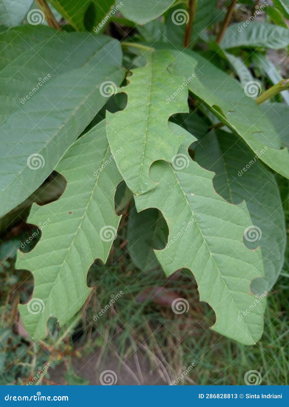 Guava Leaves Eaten by Caterpillars Stock Image - Image of garden, food ...
