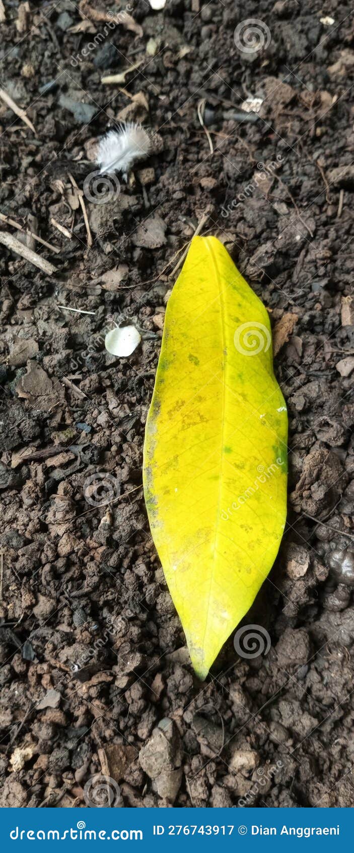 Guava Leaves Fall To the Ground Stock Image - Image of ground, guava ...