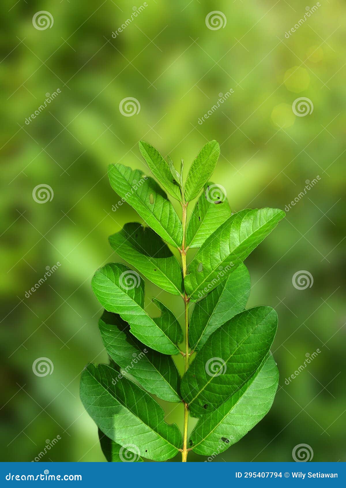 Guava leaves stock photo. Image of ornament, green, blured - 295407794
