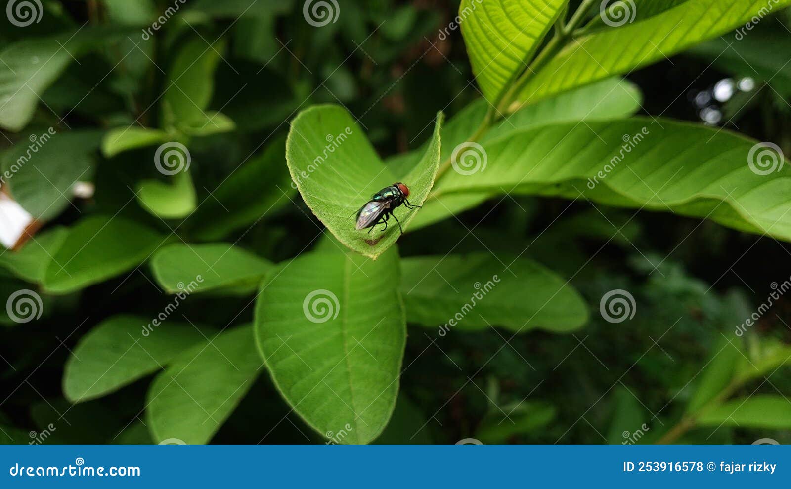 Guava leaves and insects stock photo. Image of insects - 253916578