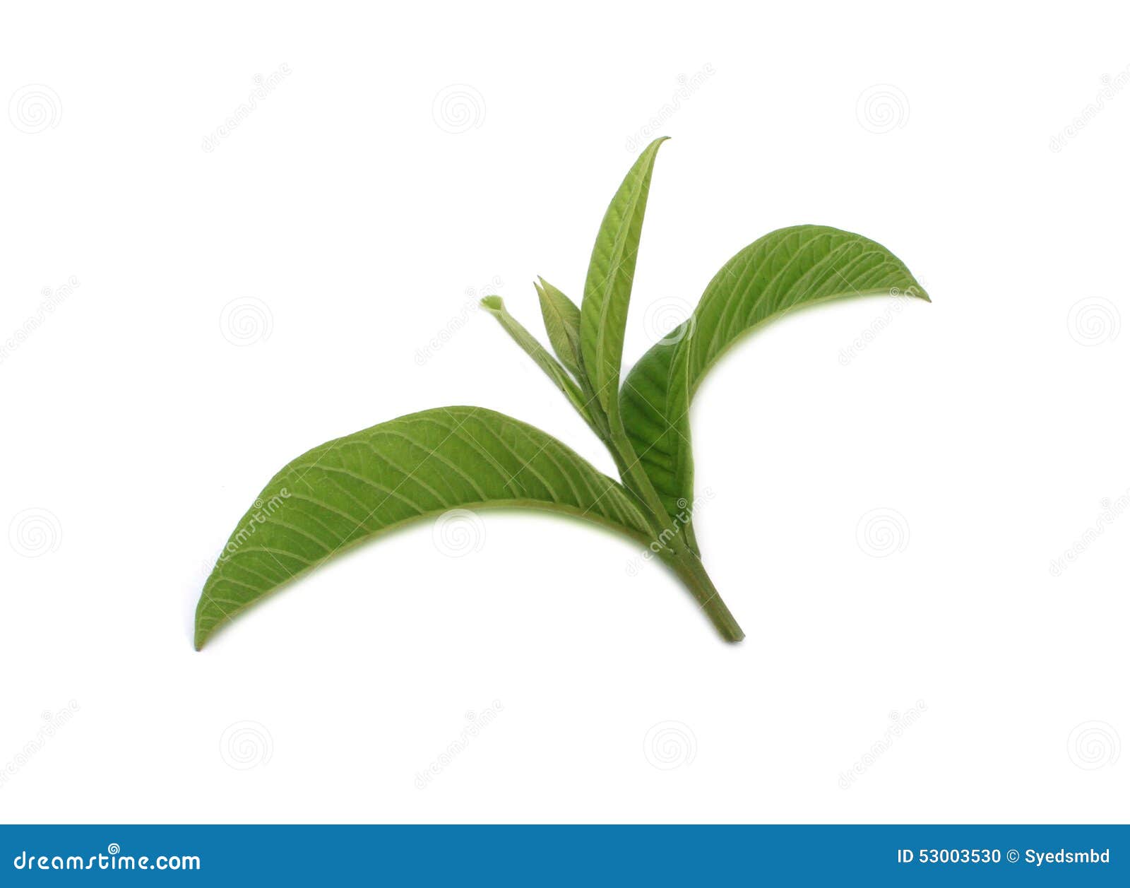 Guava Leaves stock photo. Image of leaf, spring, fresh - 53003530