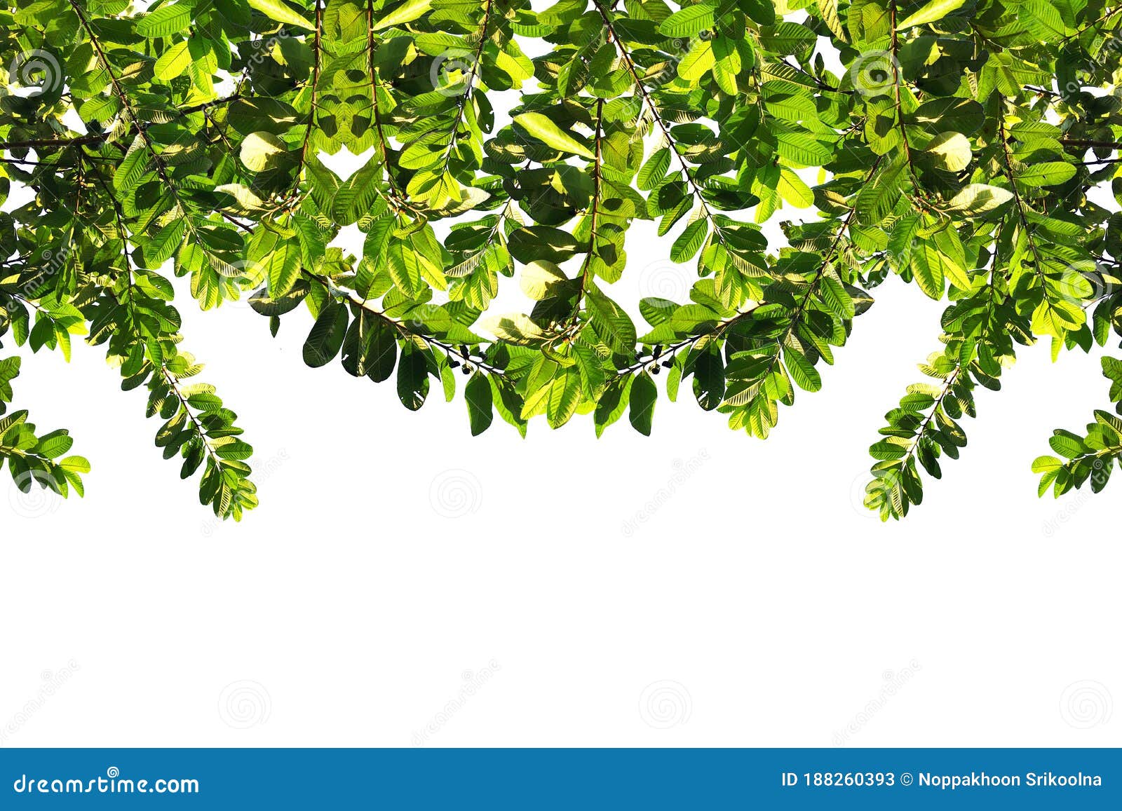 Guava Leaves Pattern Isolated on White Background with Copy Space ...