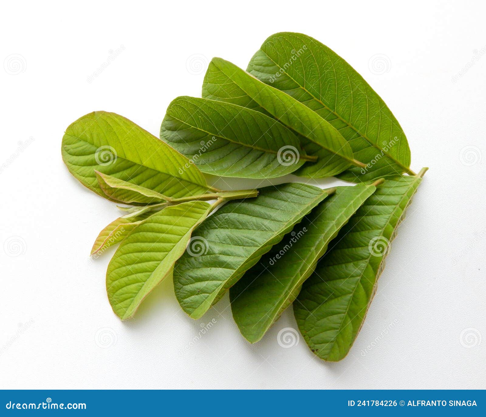 Guava Leaves (psidium Guajava) Isolated with White Background Stock ...