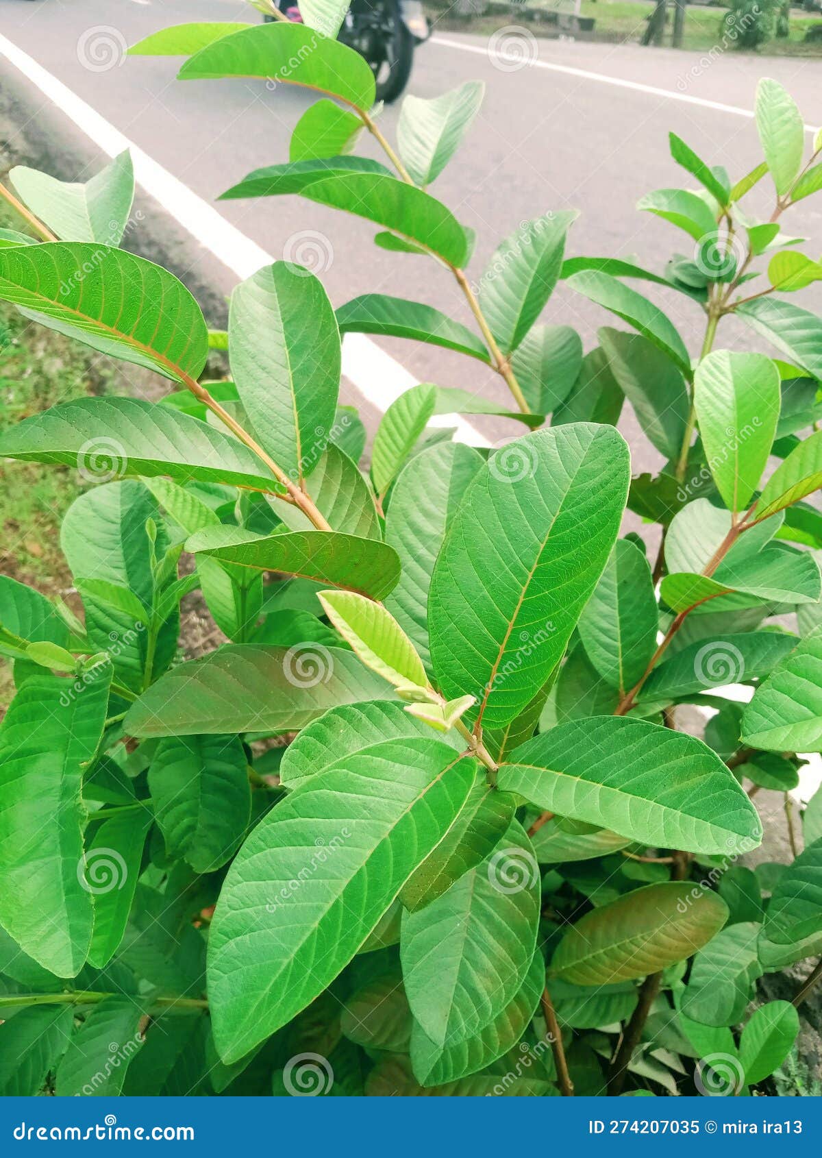 Guava Leaves are Single Leaves that are Oval Blunt Ends Rounded Base ...