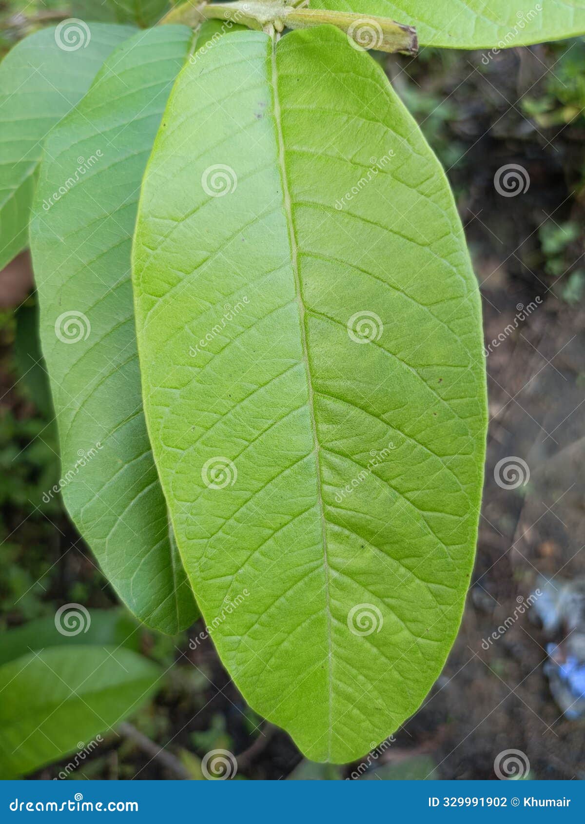 Guava Leaves Still on the Tree Stock Photo - Image of still, guava ...