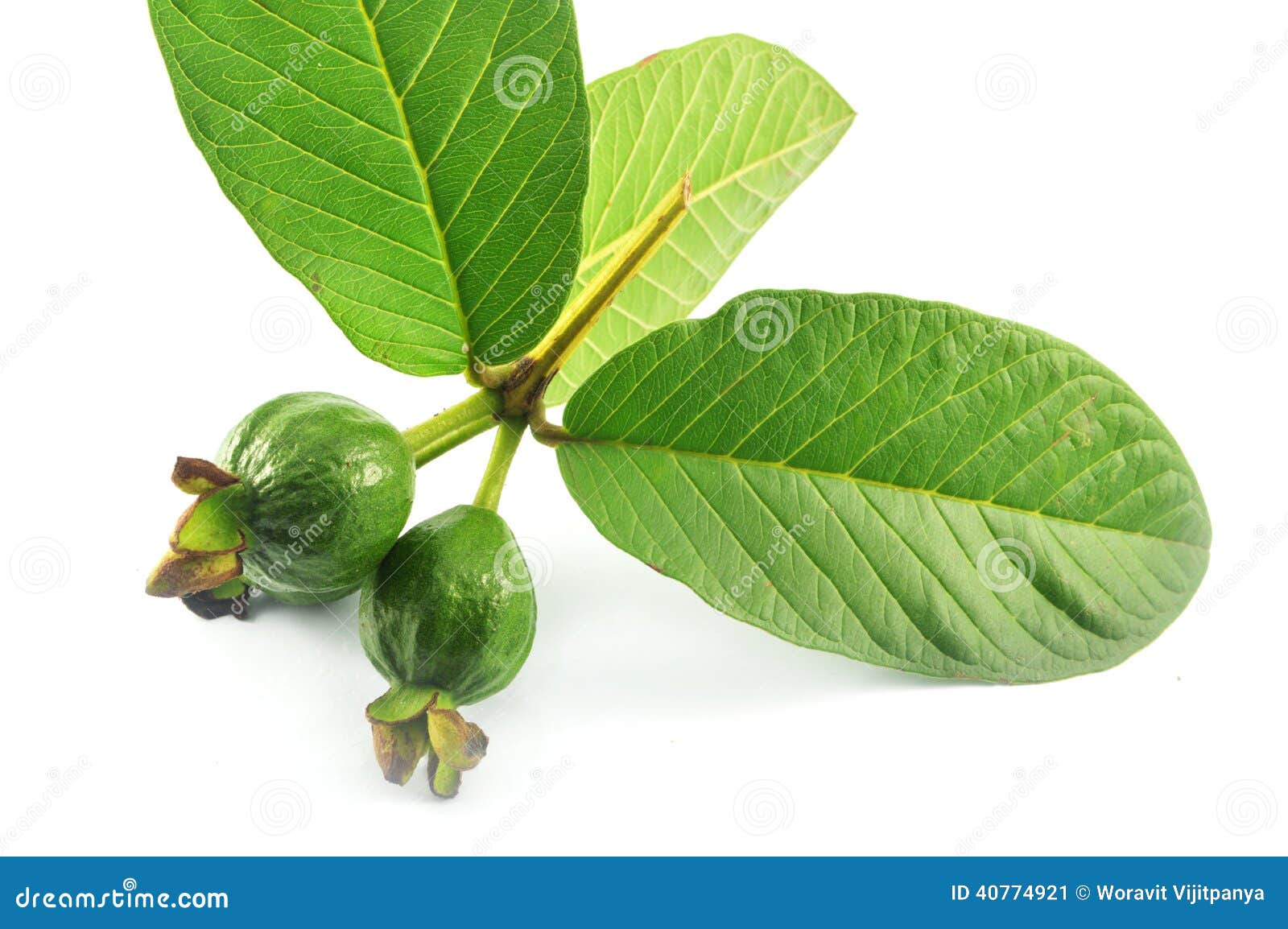 Guava and leaves stock image. Image of ingredients, ecology - 40774921