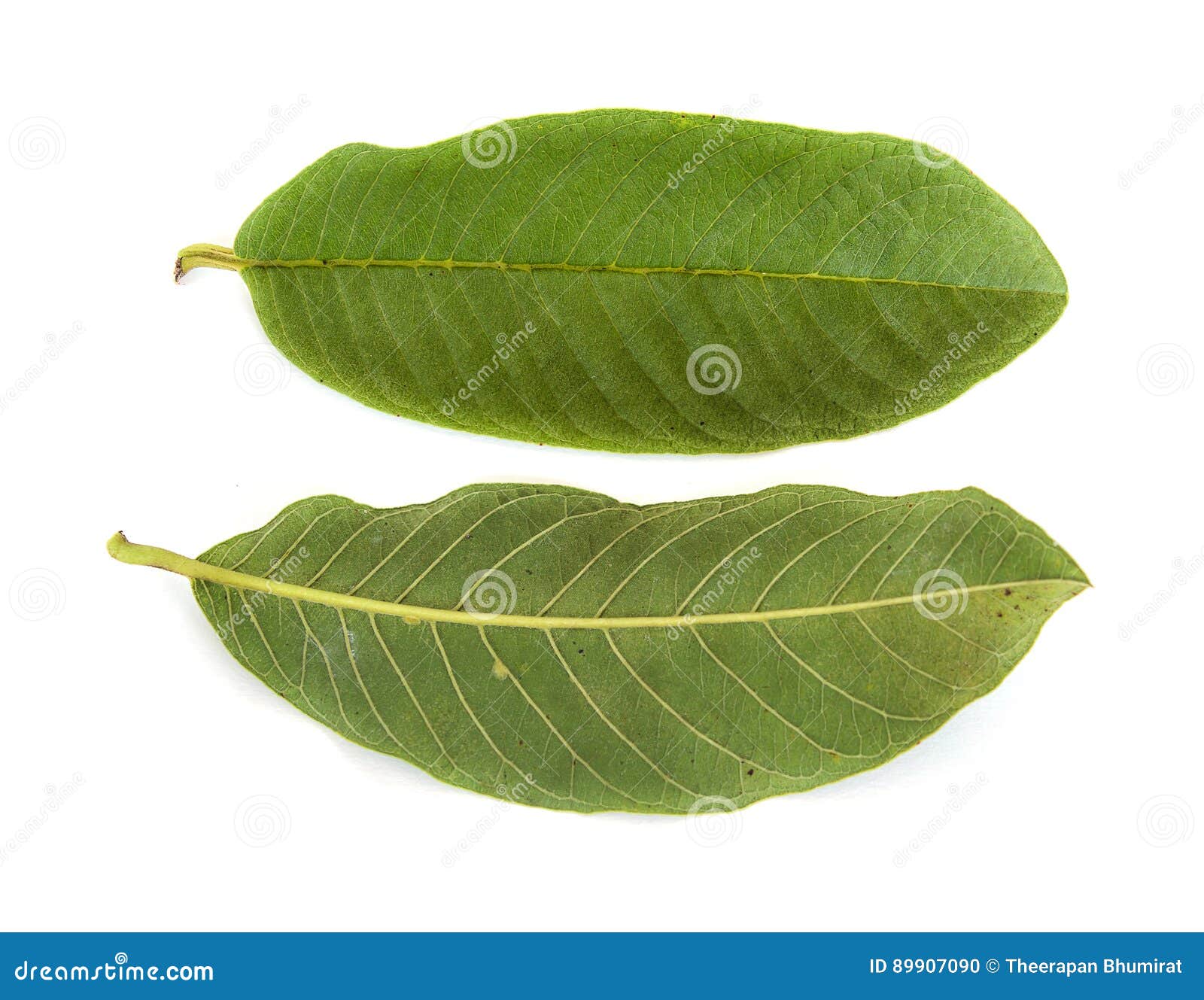Guava Leaves on White Background Stock Photo - Image of guava, plant ...