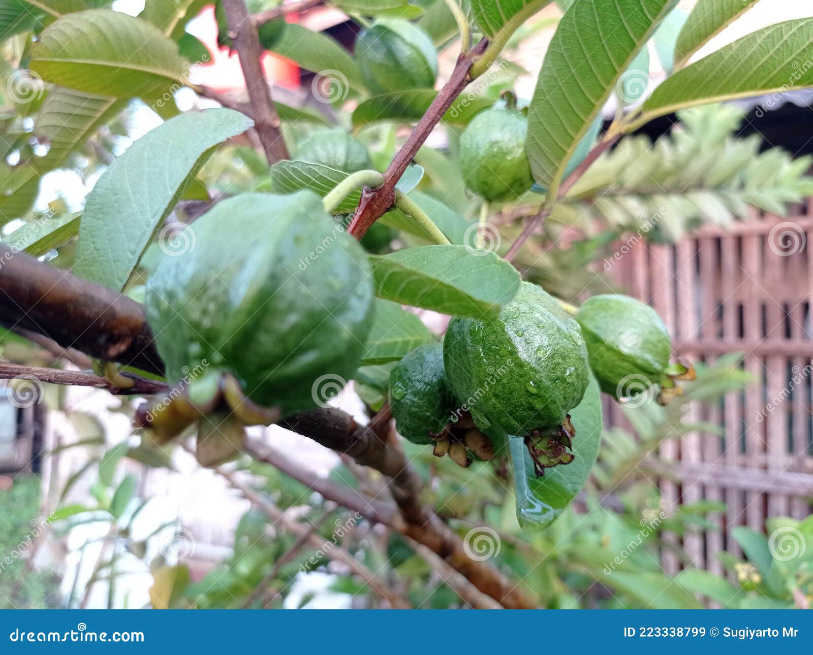 Guava in morning stock image. Image of vegetable, food - 223338799