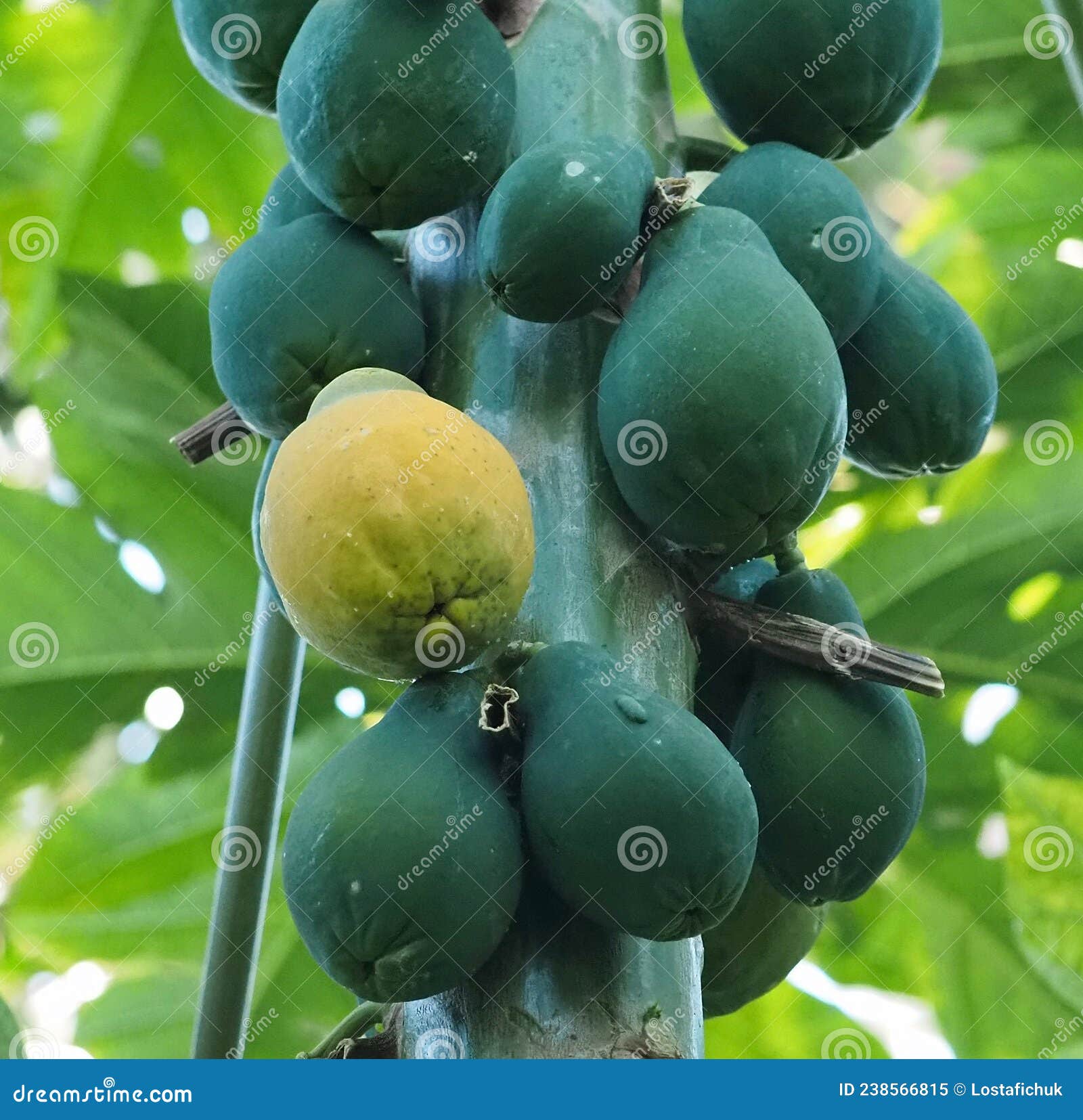 Guava Oder Psidium Guajava Baum Mit Frucht Stockbild - Bild von guajava ...
