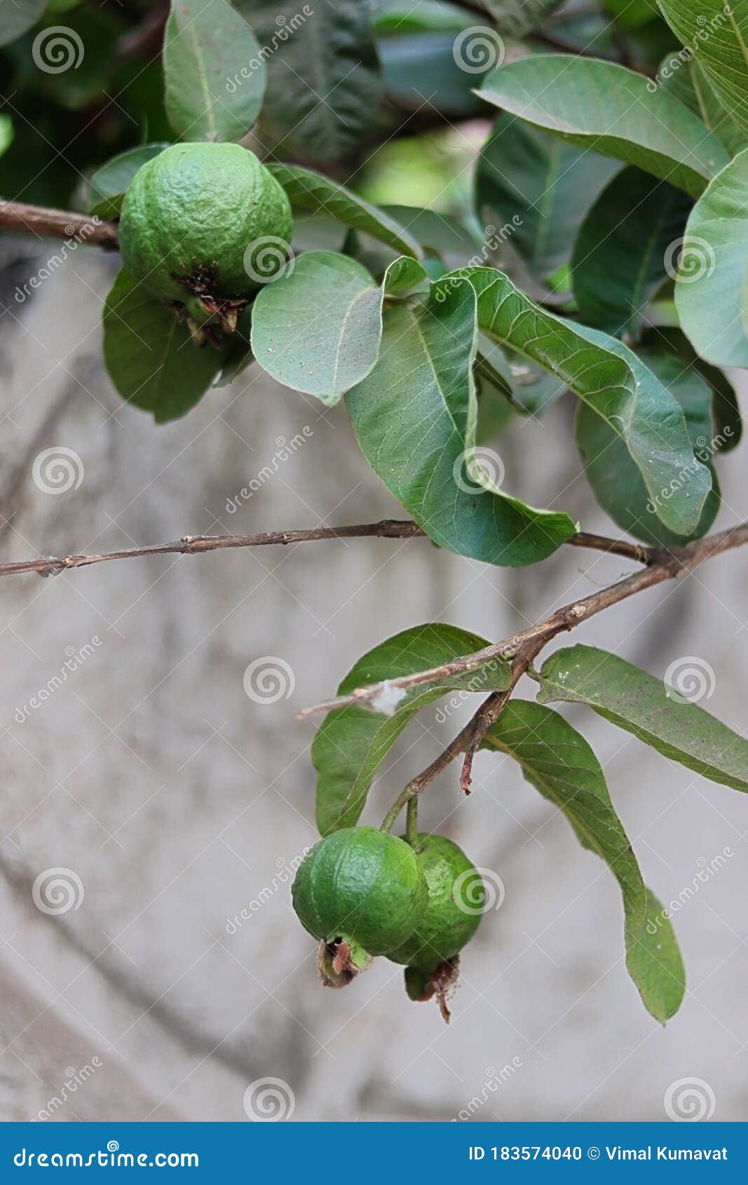 Guava Plant and Fruit on Branch Attached Growing Stock Photo - Image of ...