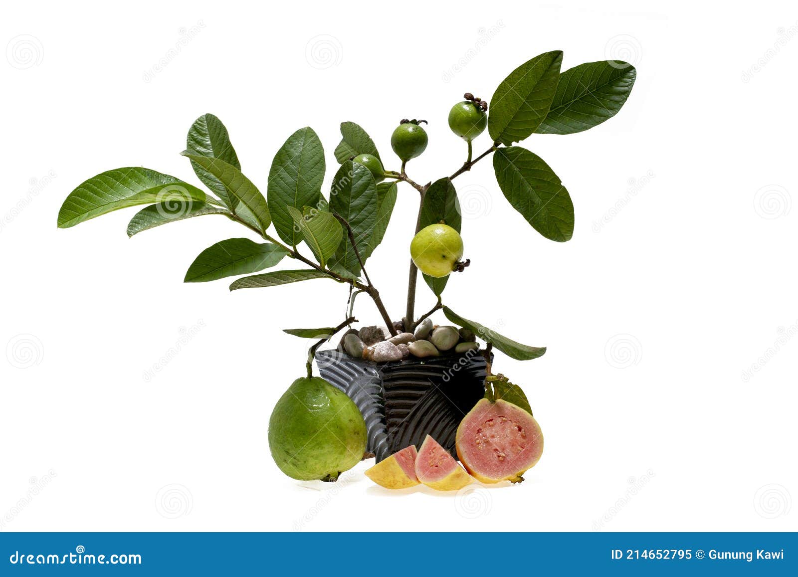 Guava plant in pot stock image. Image of juice, chopped - 214652795