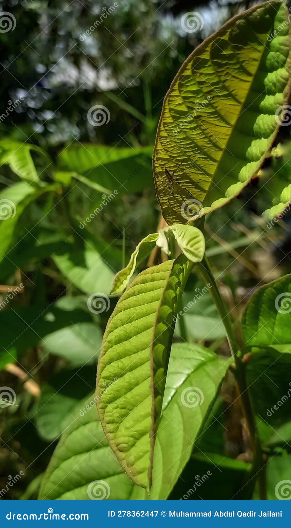 Guava Plant with a Spider on Its Leaves in the Backyard Stock Image ...