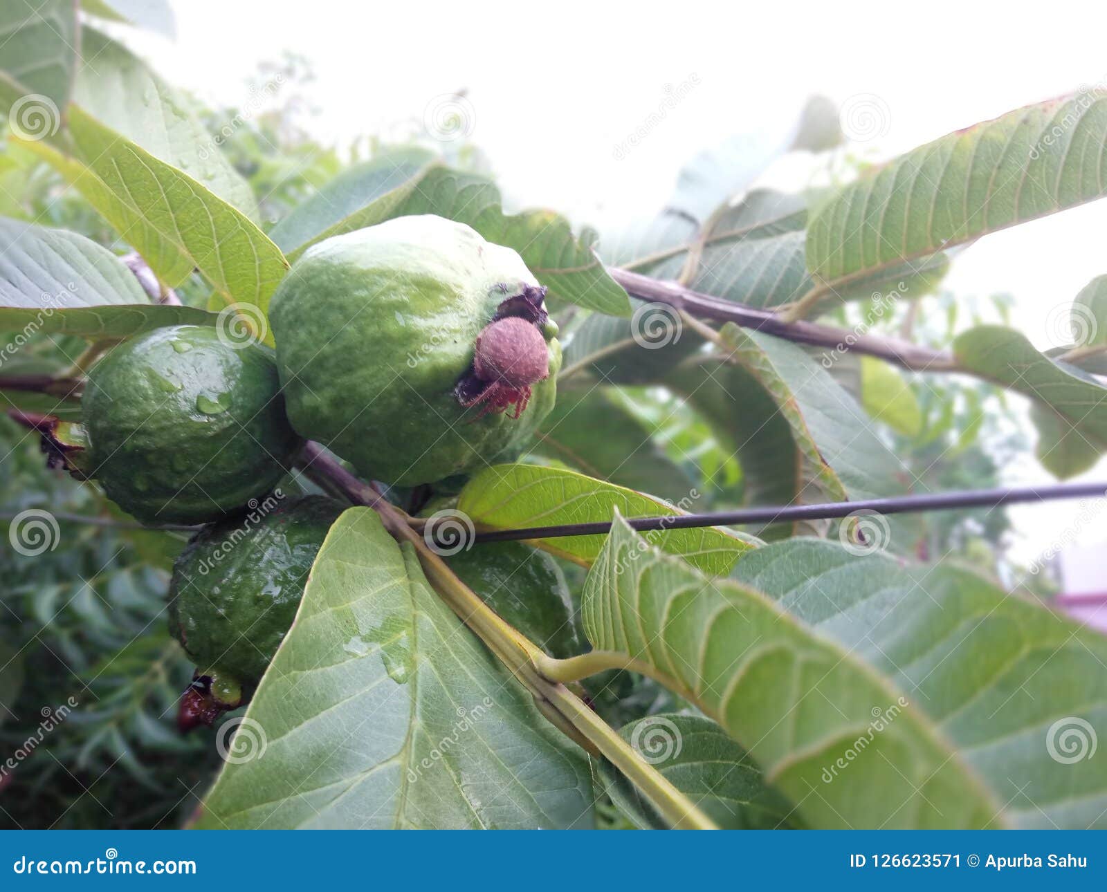 Guava Plant with an Spider on it Stock Image - Image of nature, plant ...