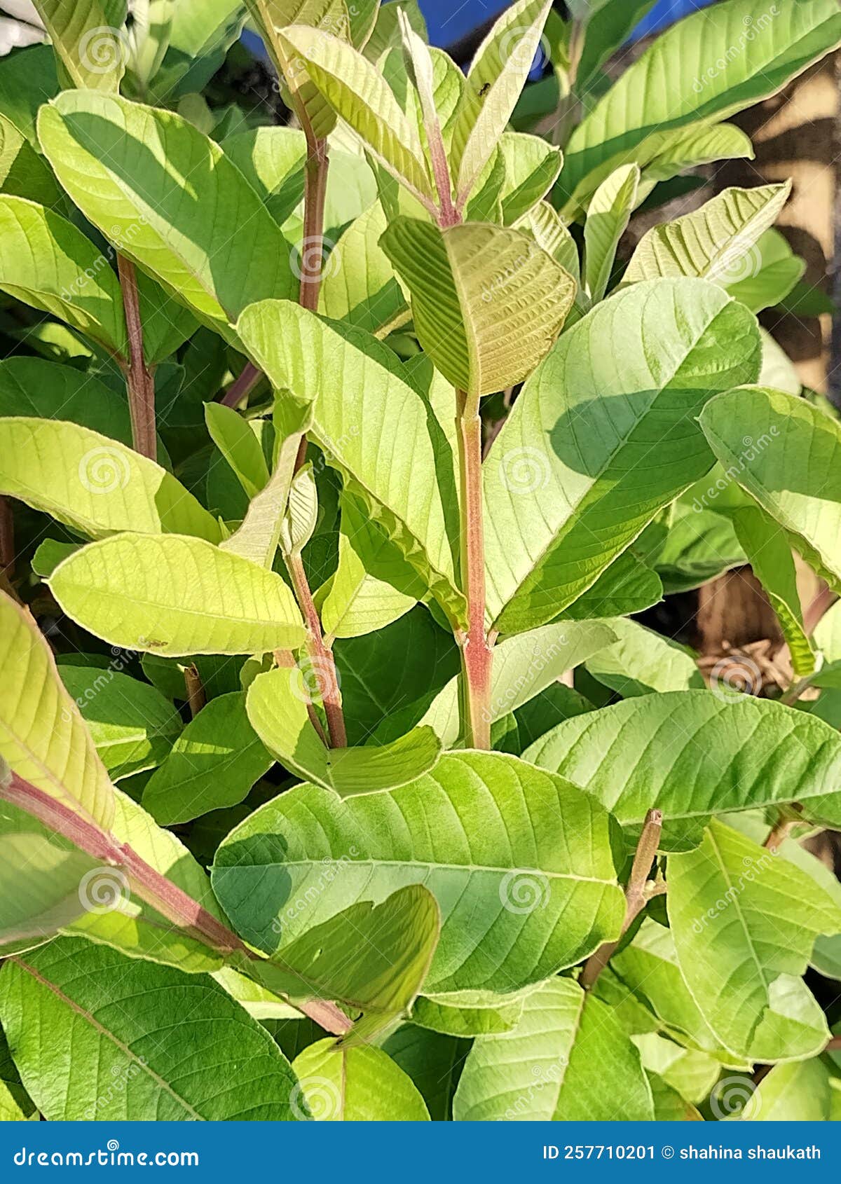 Guava plant young stock image. Image of green, guava - 257710201