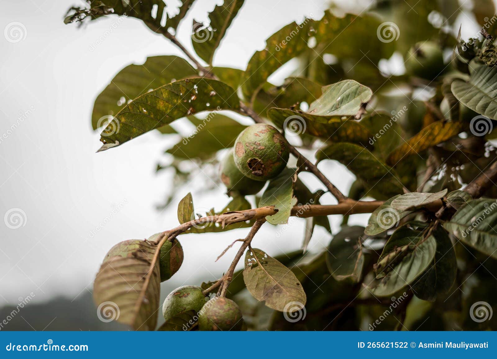 Guava Plant with Young Fruits Stock Photo - Image of berry, produce ...