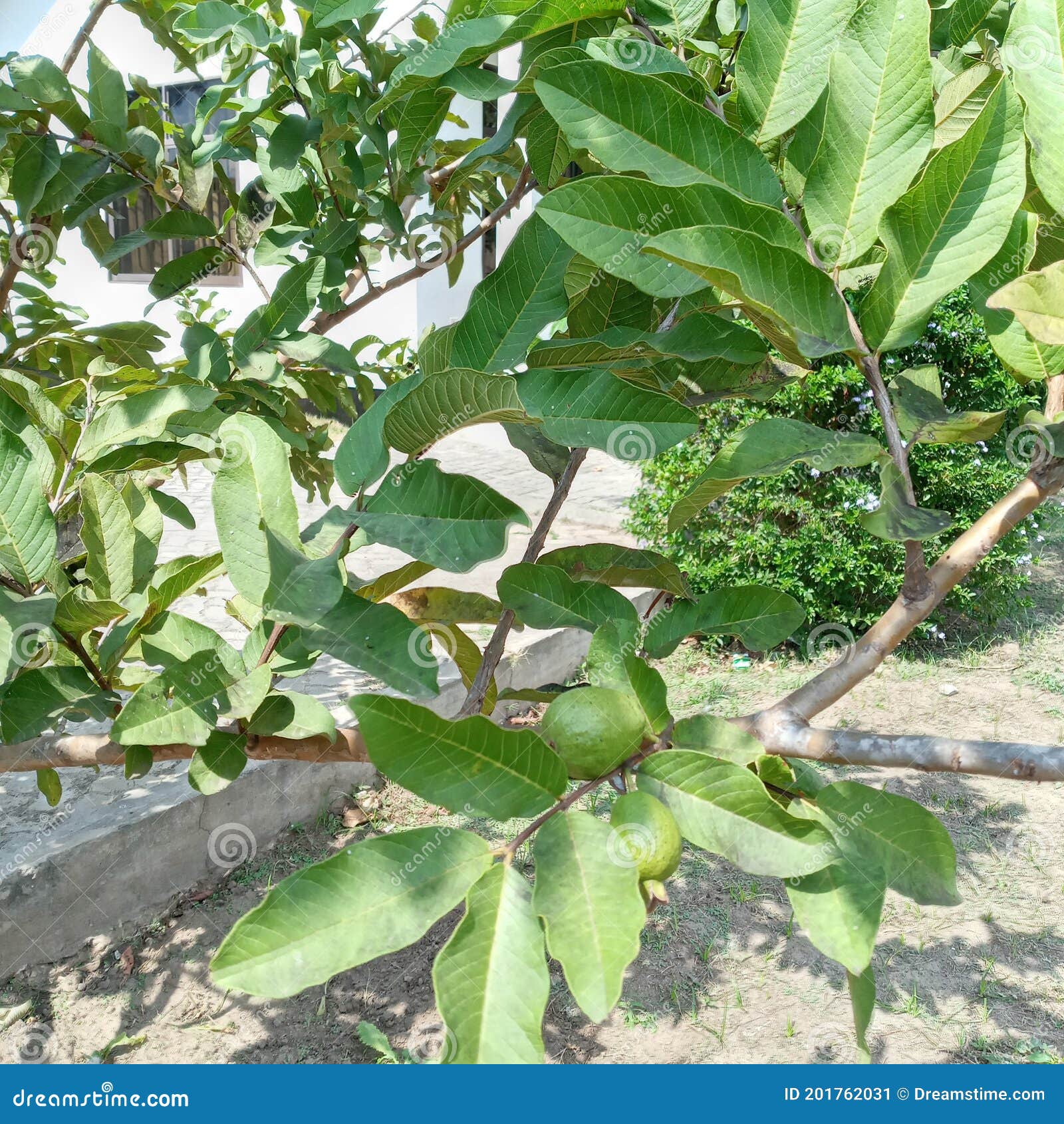 Red Guava Plants Inside Supermarket Cart On Blue Background Stock Image ...