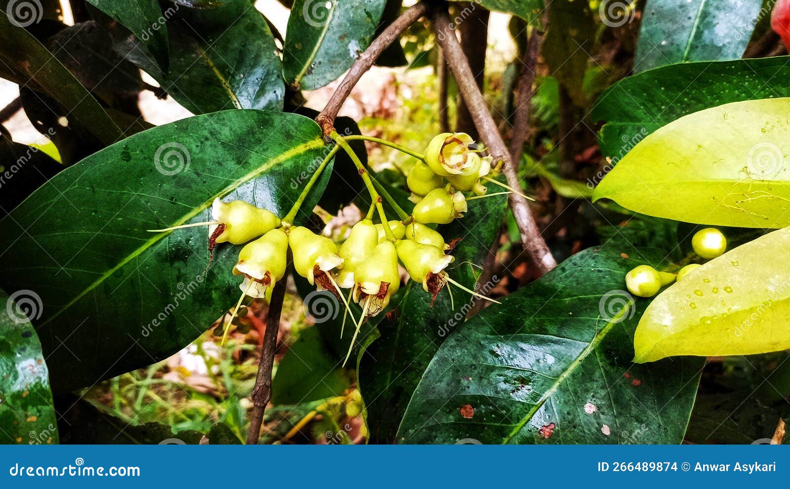 Guava Plants that are Producing Flowers and Fruit Stock Photo - Image ...