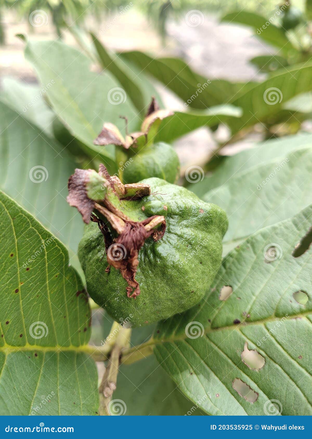 Guava Plants Ready To Harvest in the Morning Stock Image - Image of ...