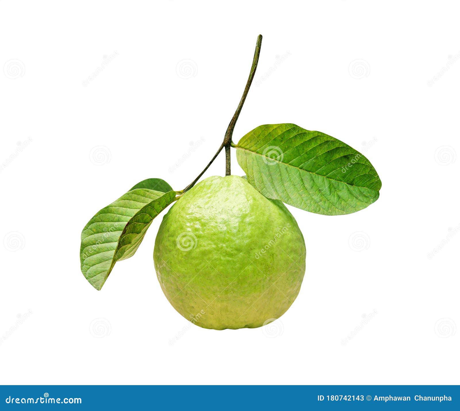 Guava with Stem and Green Leaf Isolated on White Background , Clipping ...