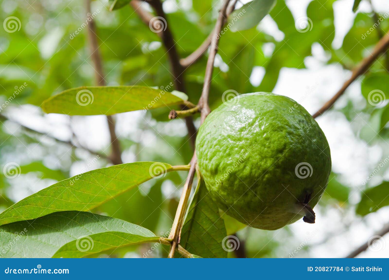 Guava on tree stock photo. Image of evergreen, leaf, diet - 20827784
