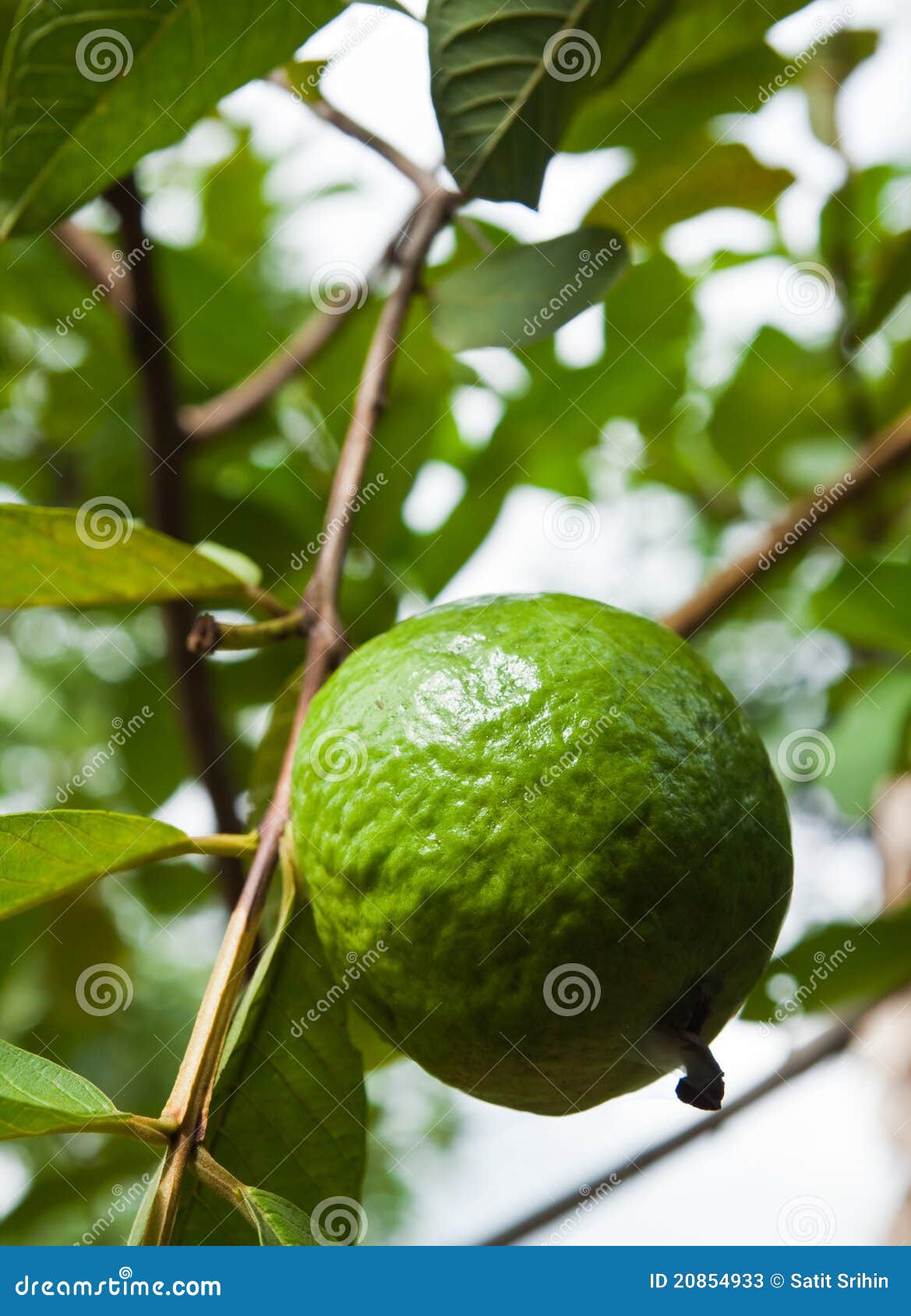 Guava on tree stock image. Image of exotic, apple, goiaba - 20854933