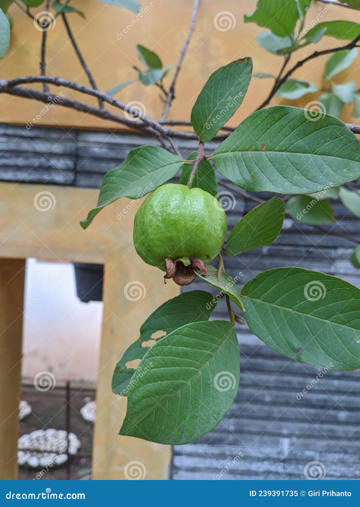 Guava on tree stock image. Image of flower, tree, twig - 239391735